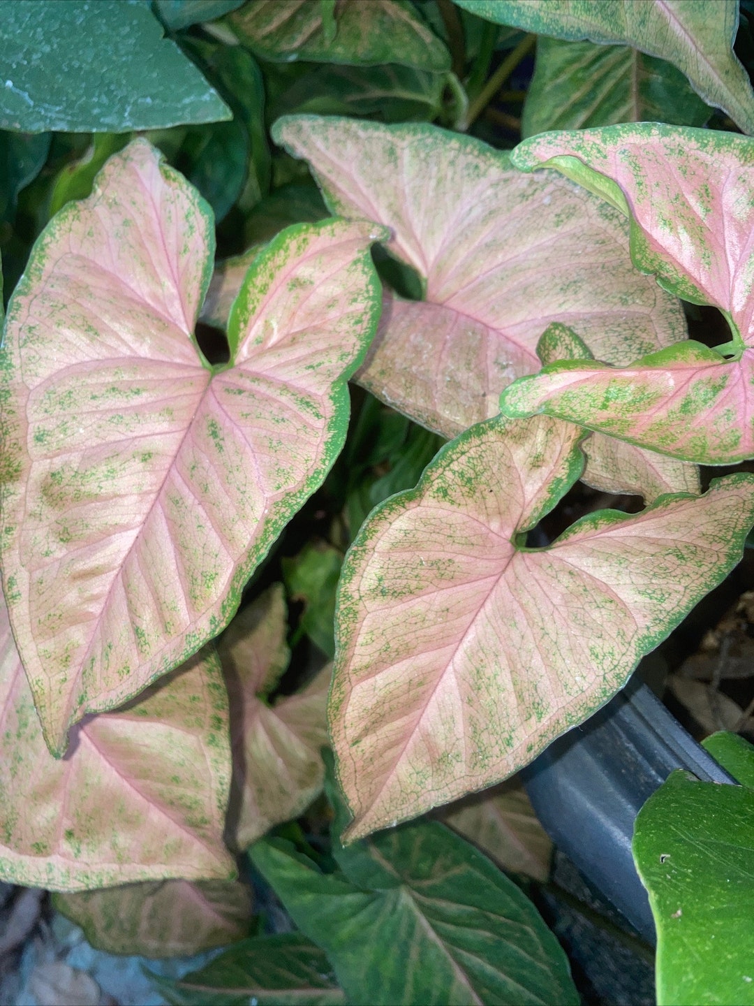 Pink Baby Arrow Head Bareroot With a Little Soil to Keep It Moist - Etsy
