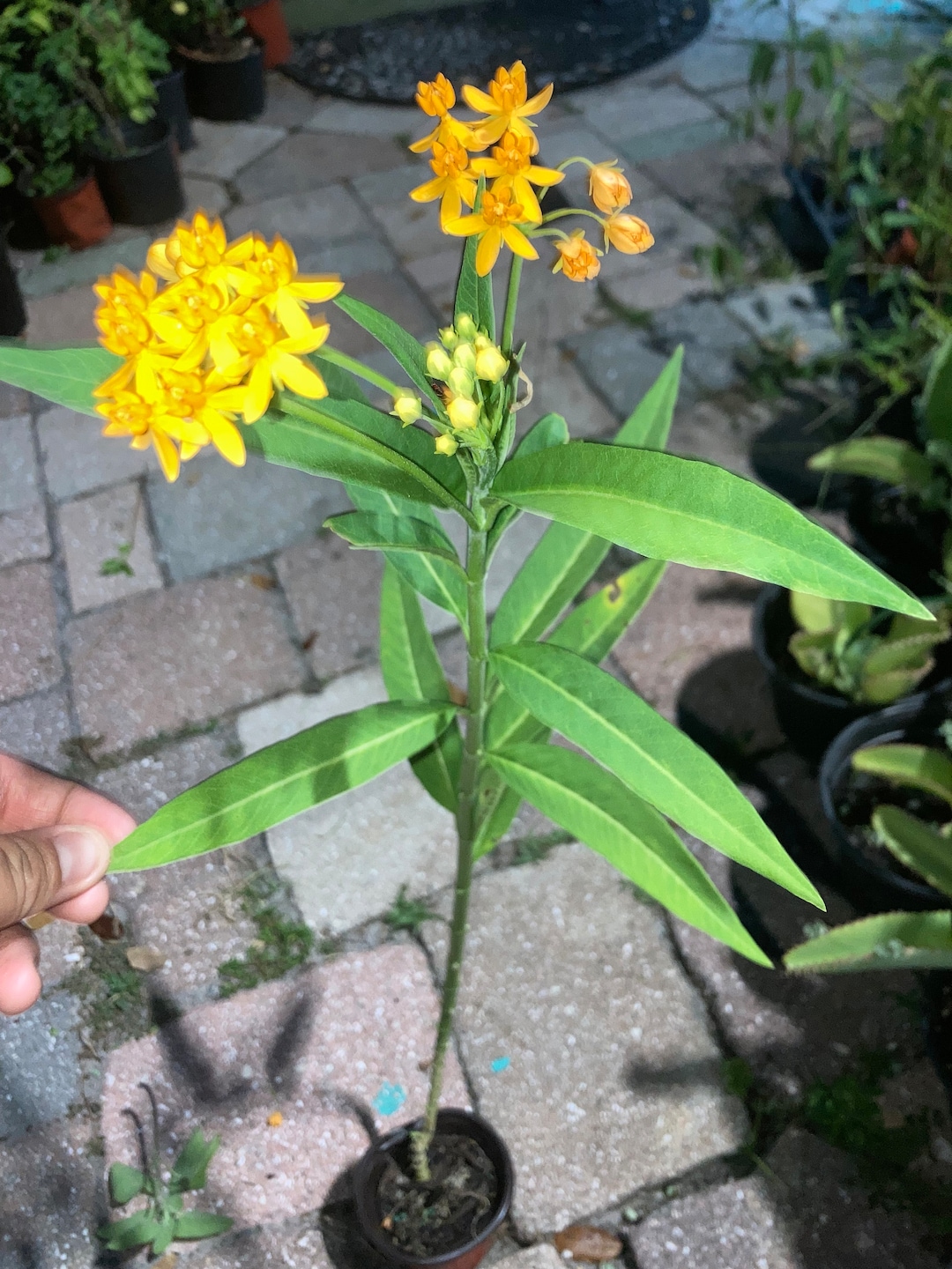 Yellow Milkweed to Attract Monarch Butterflies - Etsy