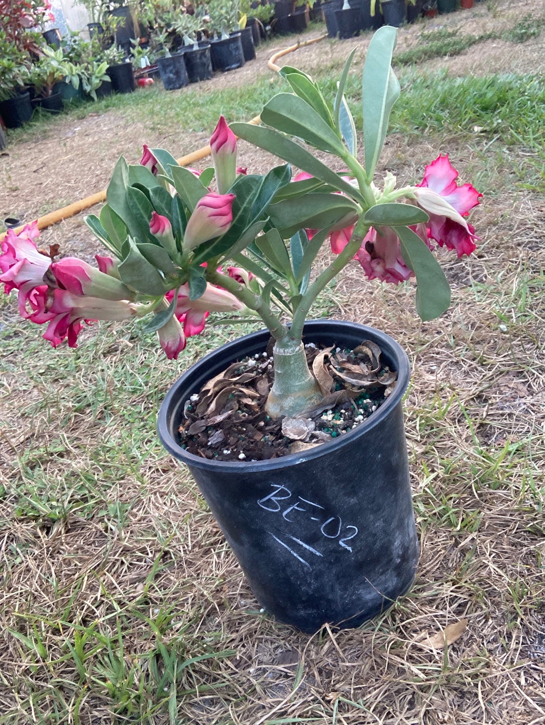 Adenium Obesum Desert Rose Grafted Be02 - Etsy