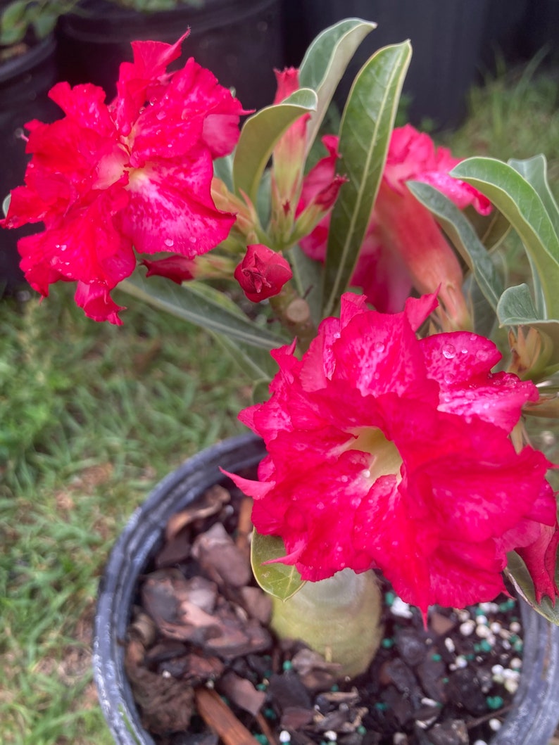 Adenium Obesum Desert Rose Grafted Plant Triple Fantasy Bareroot - Etsy