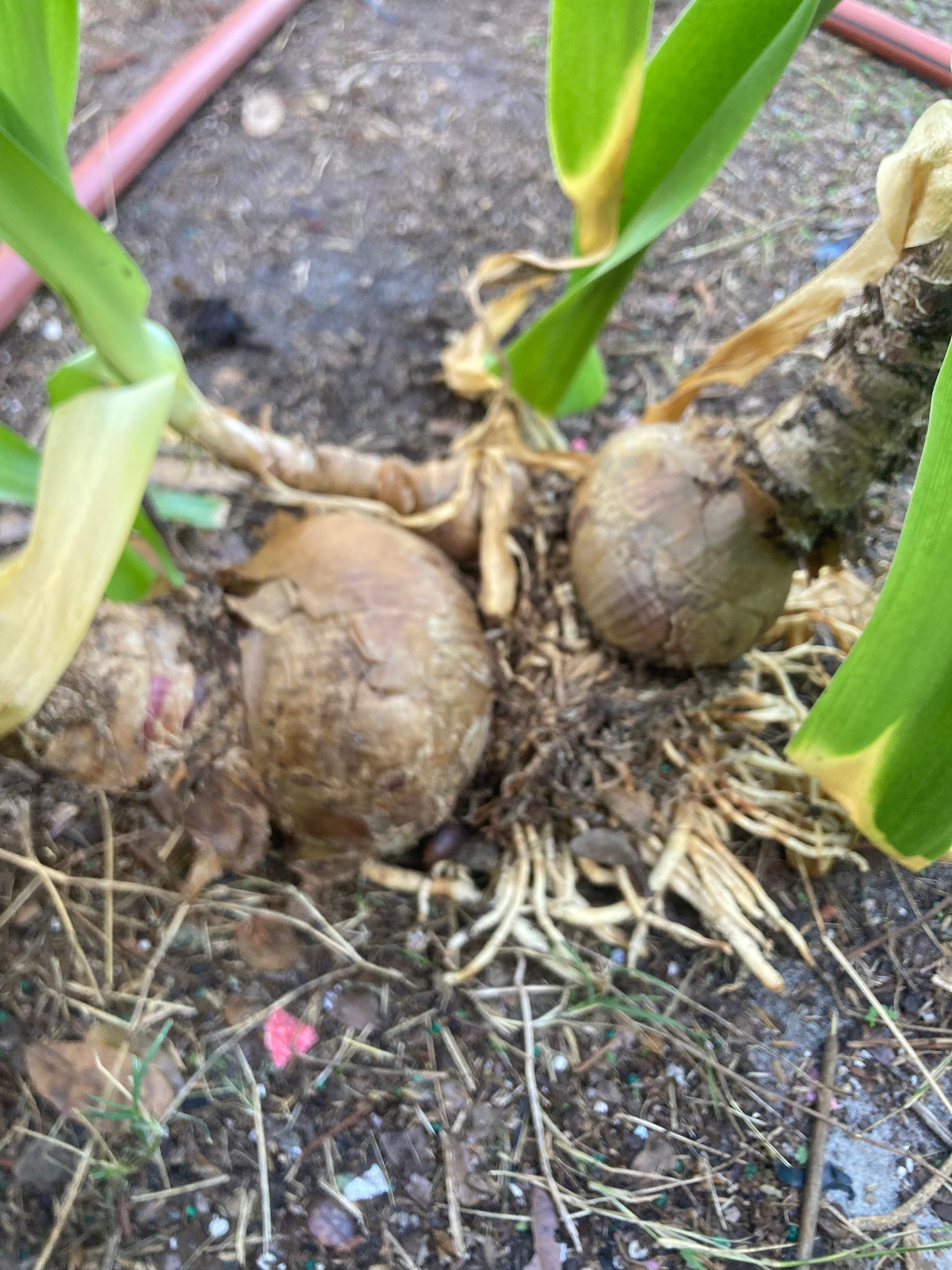 Pink Lily 2 Bulb - Etsy