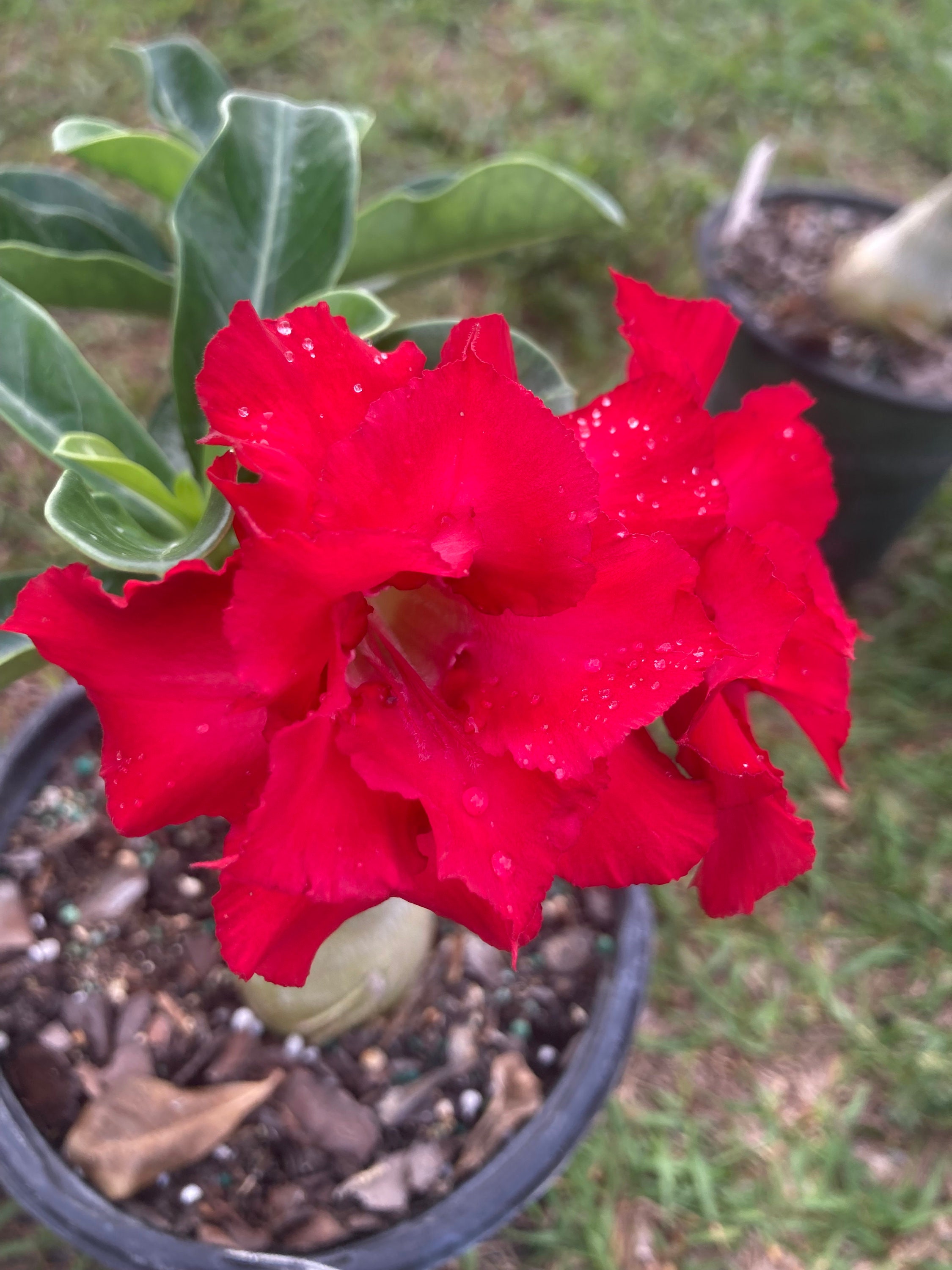 Adenium Obesum Desert Rose Grafted Plant Compact Red - Etsy