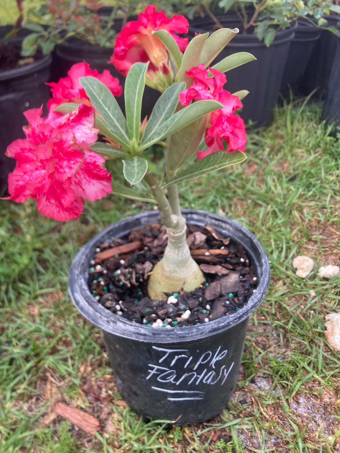 Adenium Obesum Desert Rose Grafted Plant Triple Fantasy Bareroot - Etsy