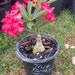 Adenium Obesum Desert Rose Grafted Plant Triple Fantasy Bareroot - Etsy