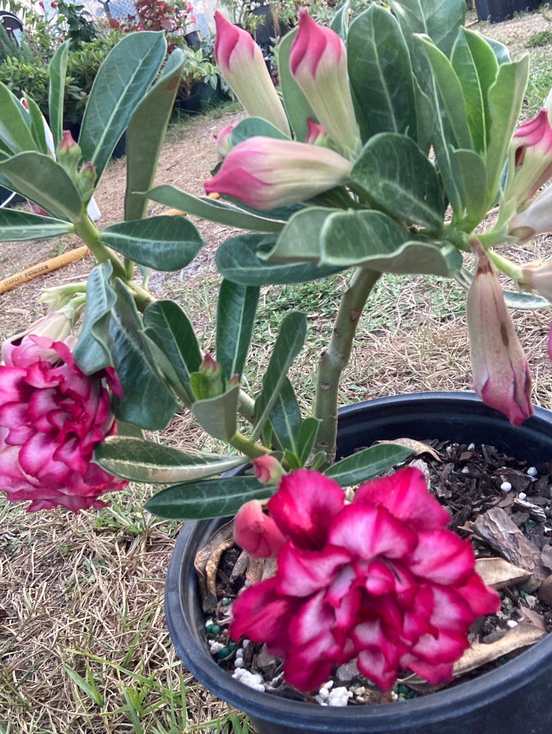 Adenium Obesum Desert Rose Grafted Be02 Bareroot - Etsy