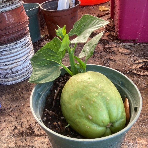 Chayote Plant - Etsy