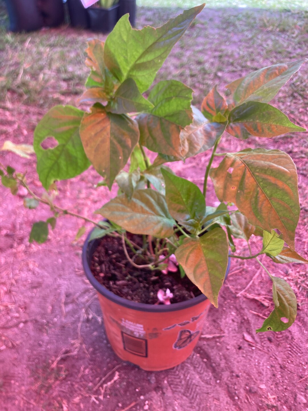 Grove Pepper 6” Tall in 5” Pot - Etsy