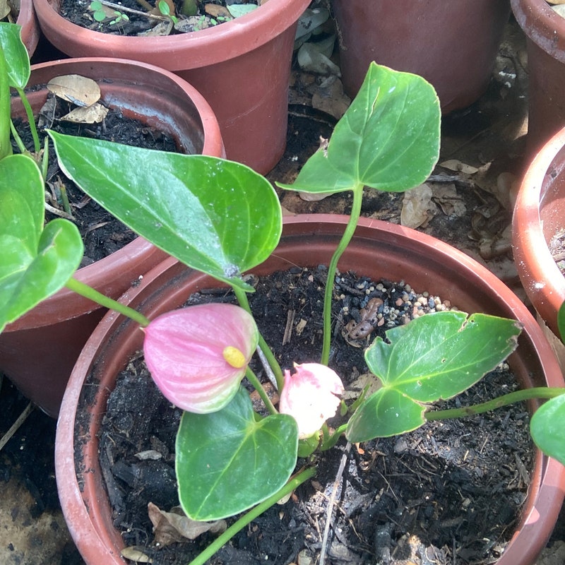 Chayote Plant - Etsy