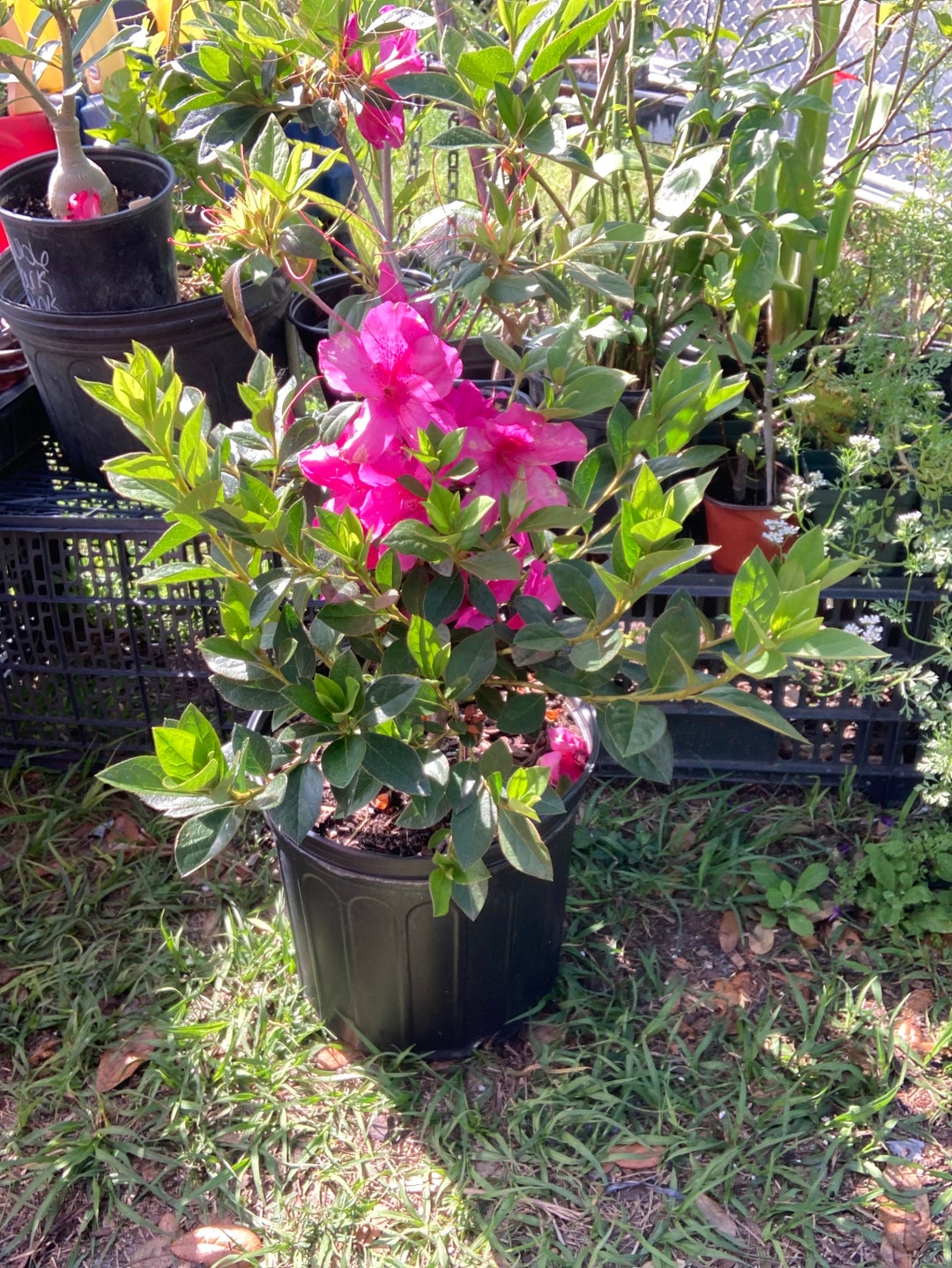 Fushia Azalea in 3 Gallon Pot - Etsy