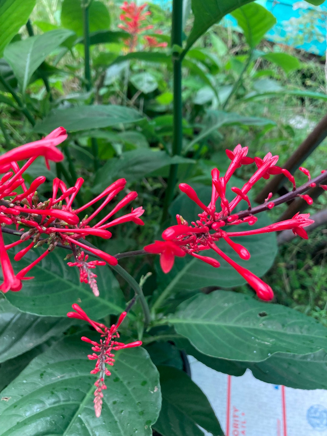 Red Fire Spike 5” Tall Starter Plant - Etsy