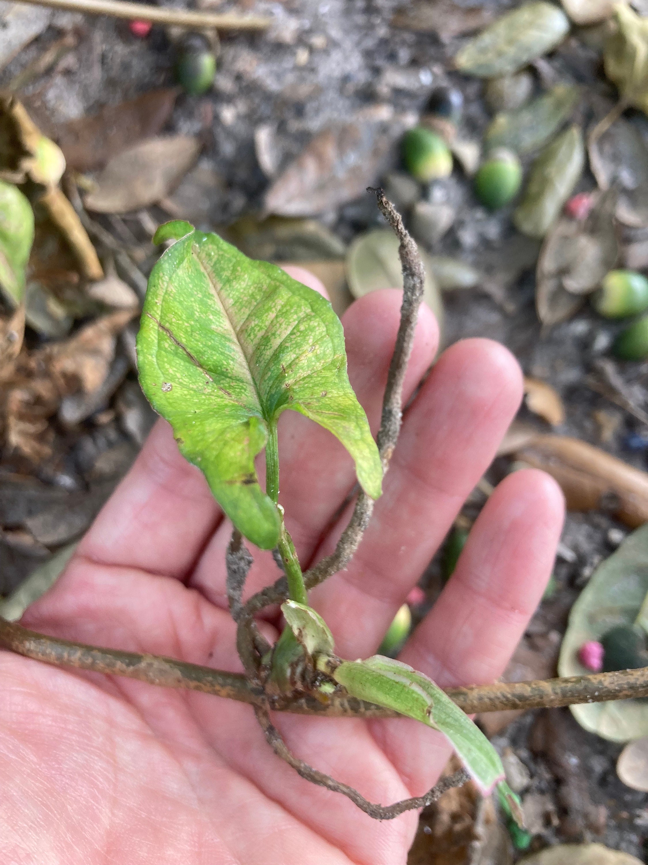 Pink Baby Arrow Head Bareroot With a Little Soil to Keep It Moist - Etsy