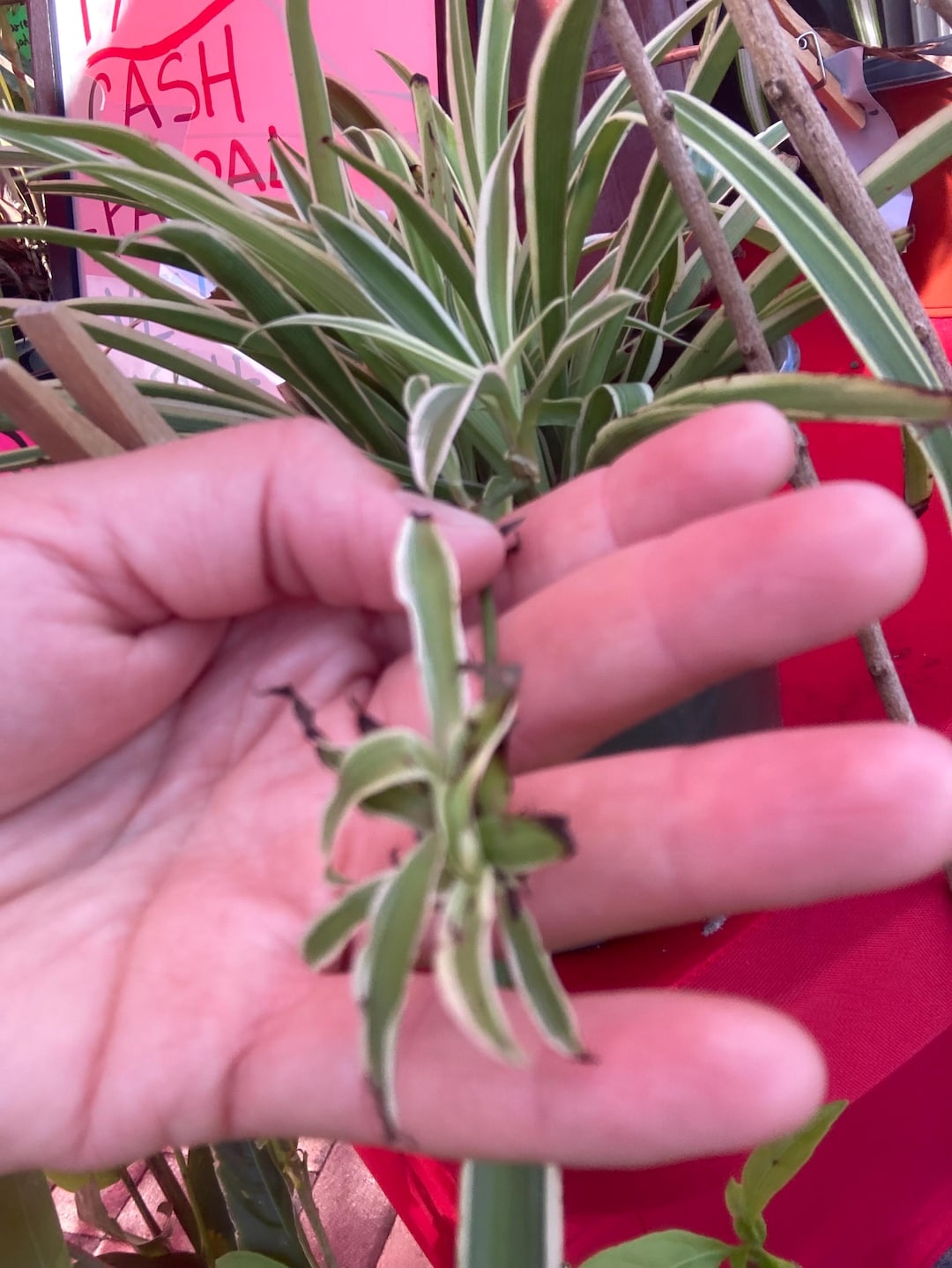 Lot of 30 Variegated Baby Spider Airplane Plants White Stripe Down the ...