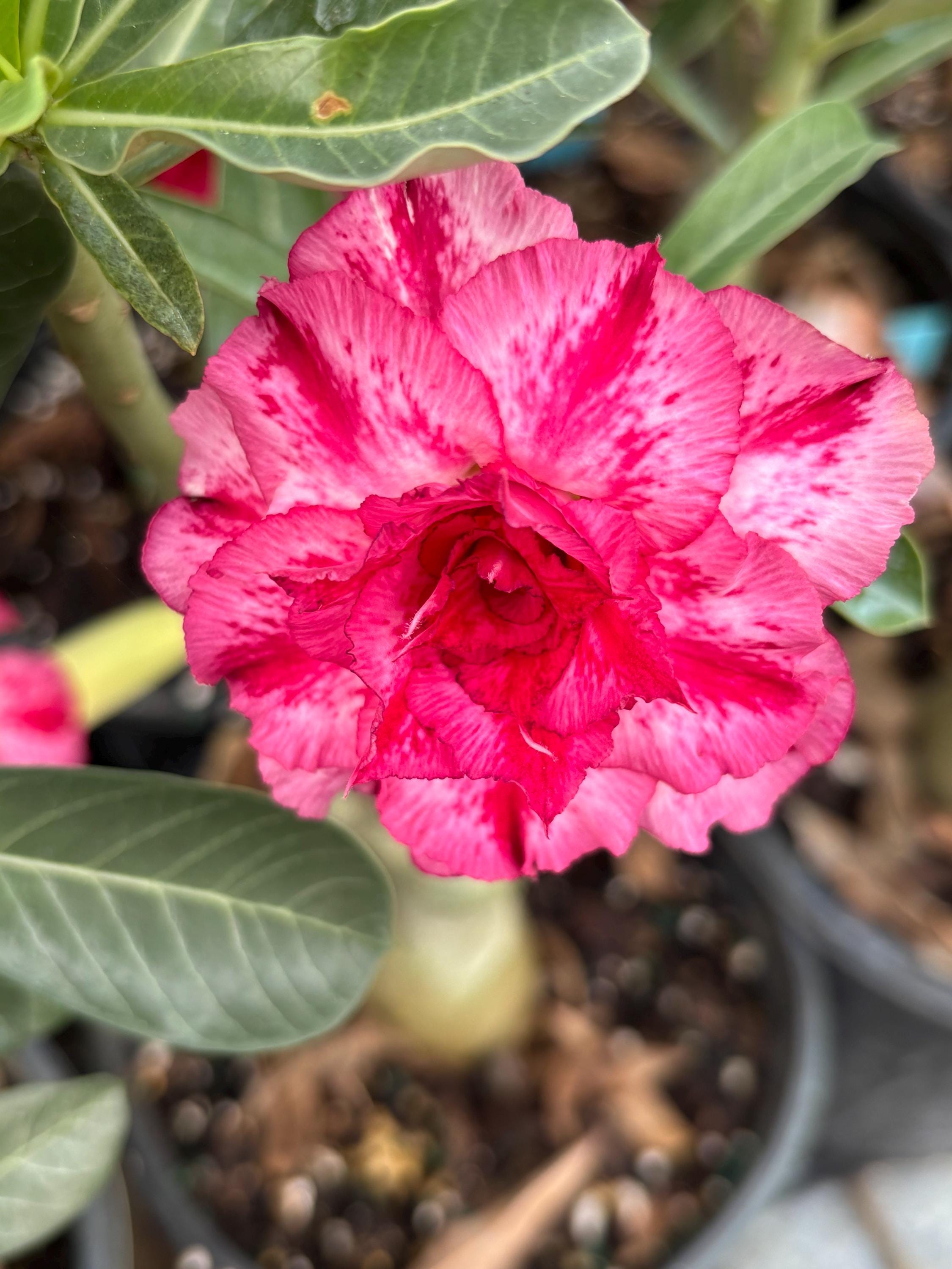 Adenium Obesum Desert Rose Grafted Plant Triple Fantasy Bareroot - Etsy