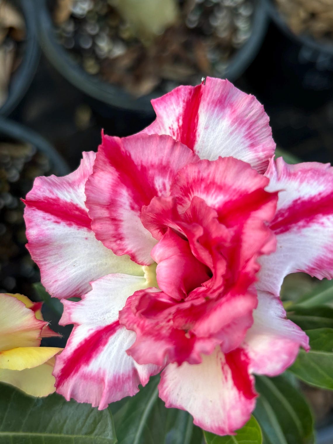Adenium Obesum Desert Rose Grafted Plant Phet Mong Khong Bareroot - Etsy