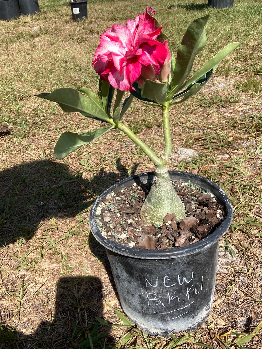 Adenium Obesum Desert Rose Grafted Plant New B.k.k. Bareroot - Etsy