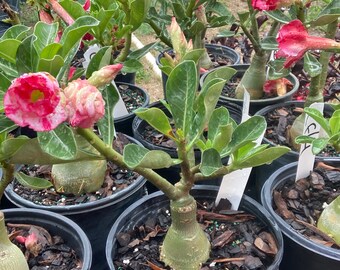 Desert Rose Adenium Obesum Grafted Bb26 Bareroot - Etsy