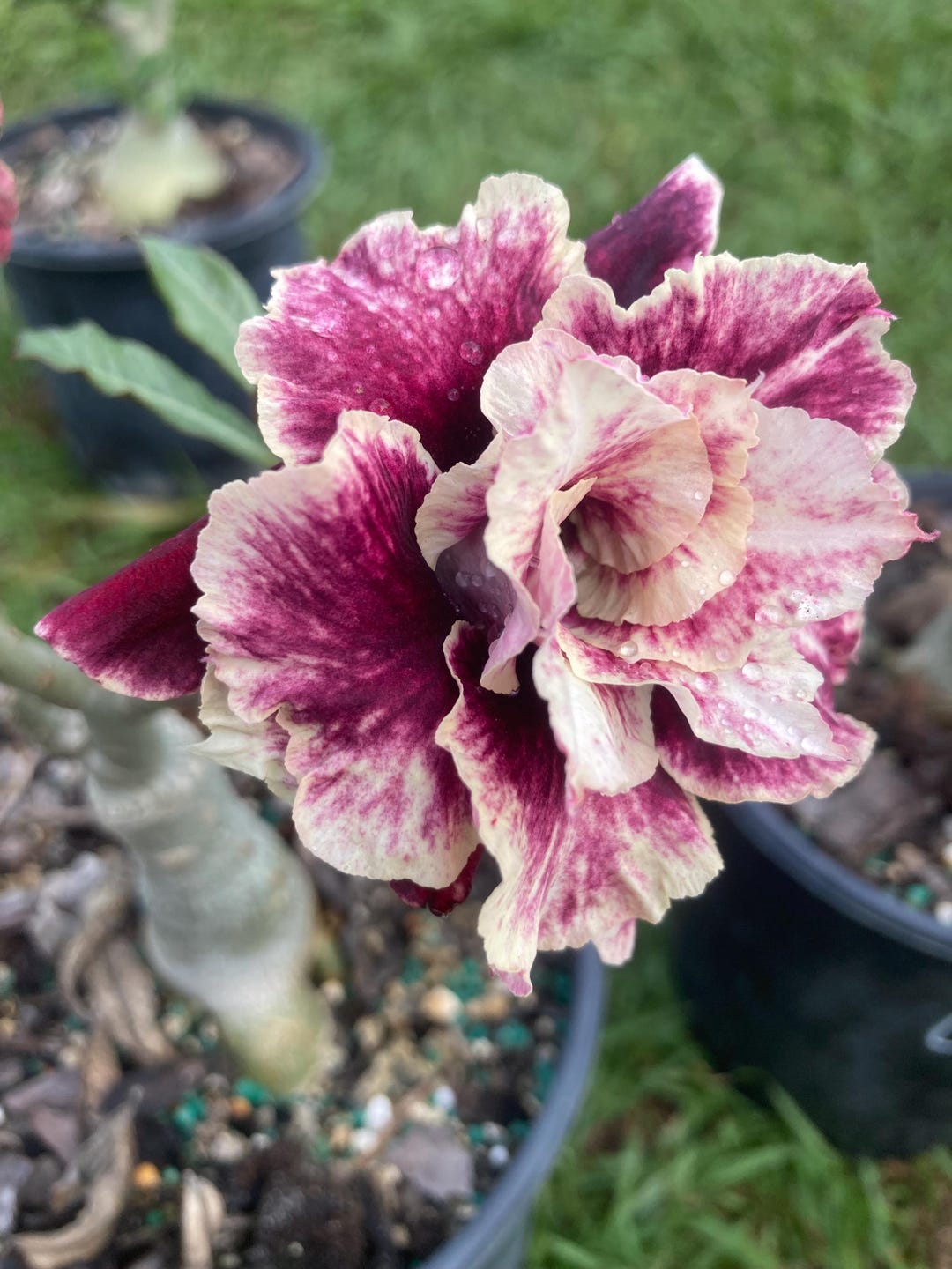 Adenium Obesum Desert Rose CF05 - Etsy