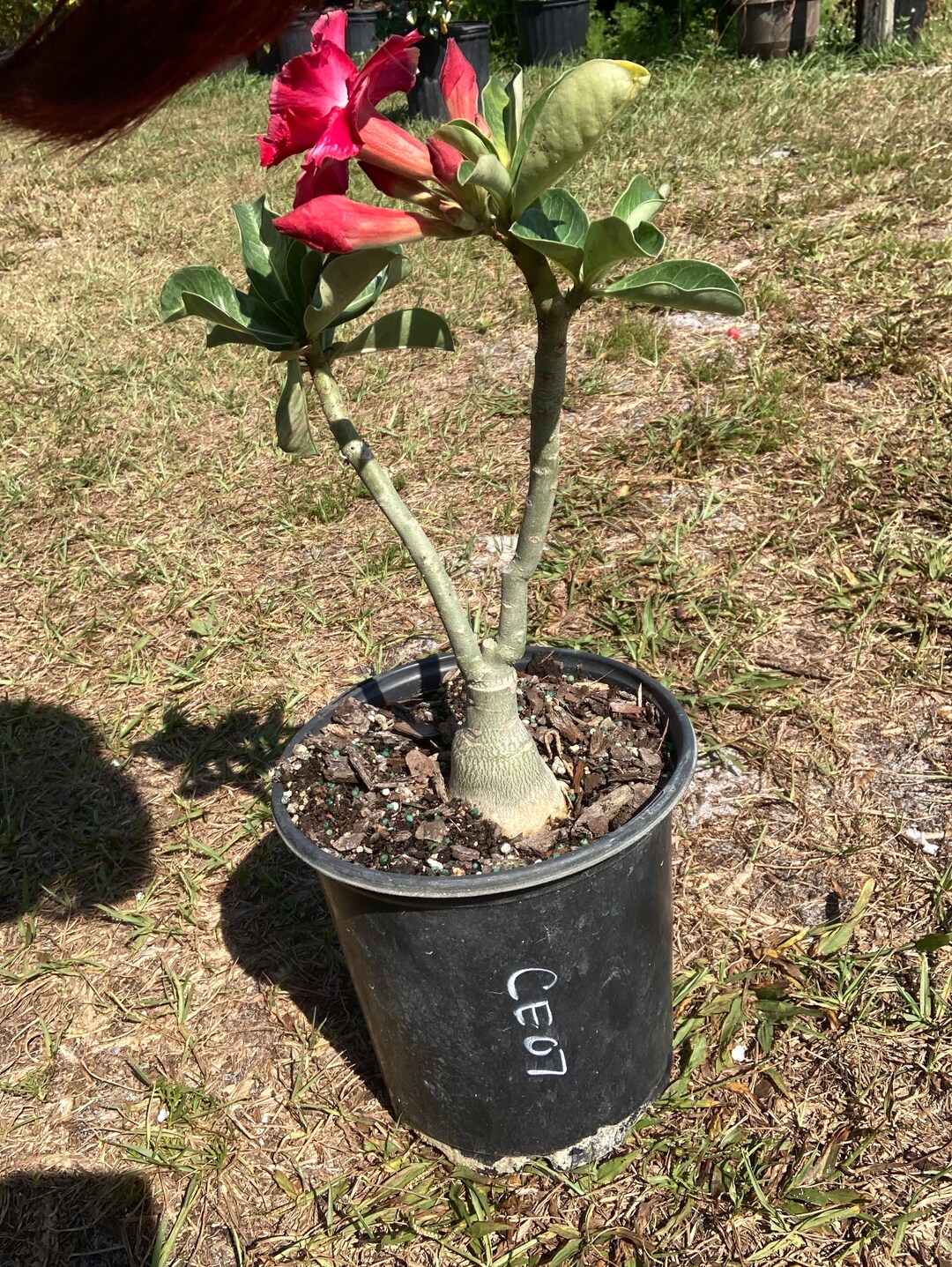 Adenium Obesum Desert Rose Grafted Plant Ce07 Bareroot - Etsy