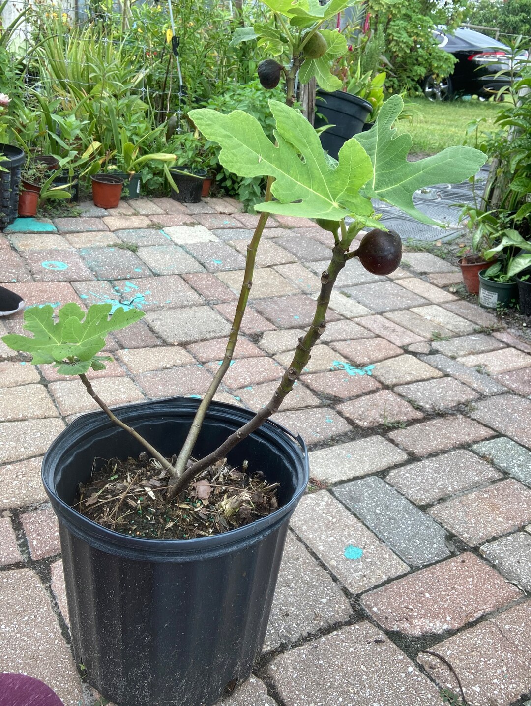 Fig Tree in 3 Gallon Pot Will Produce Fruit This Year - Etsy