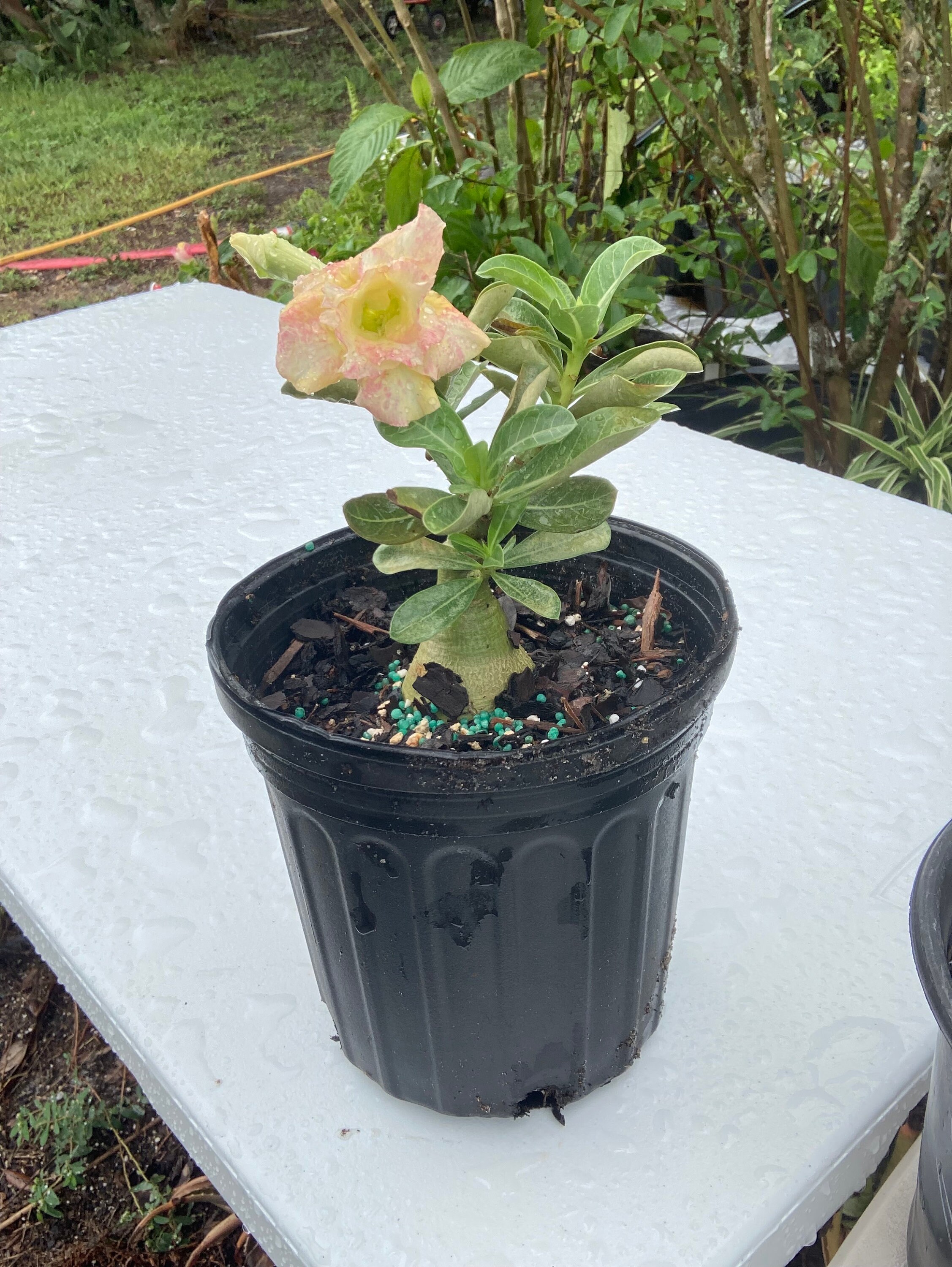 Adenium Obesum Desert Rose Grafted Plant Really Yellow With Pink ...
