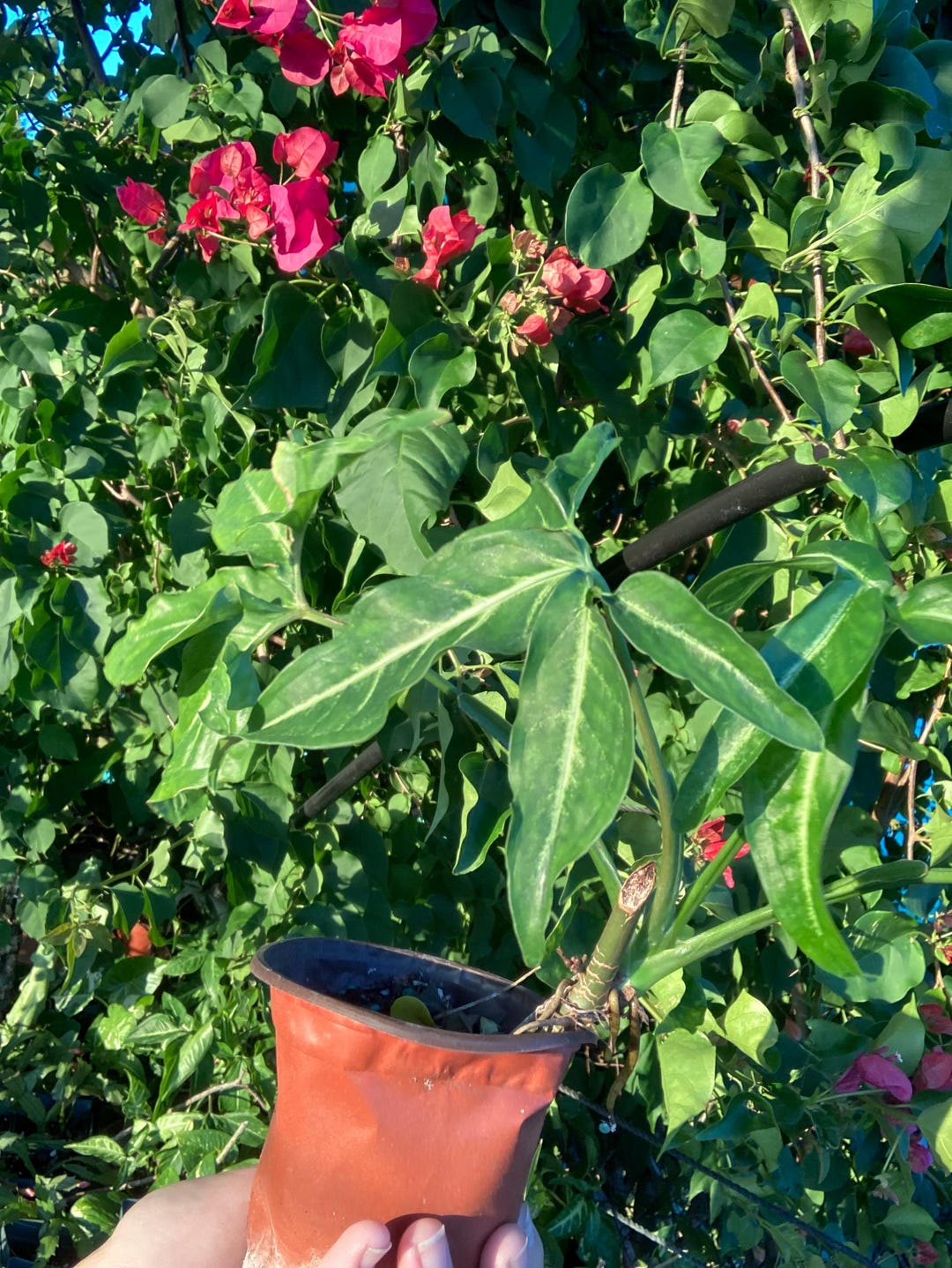 Syngonium Angustatum in 3” Pot Starter Plant - Etsy