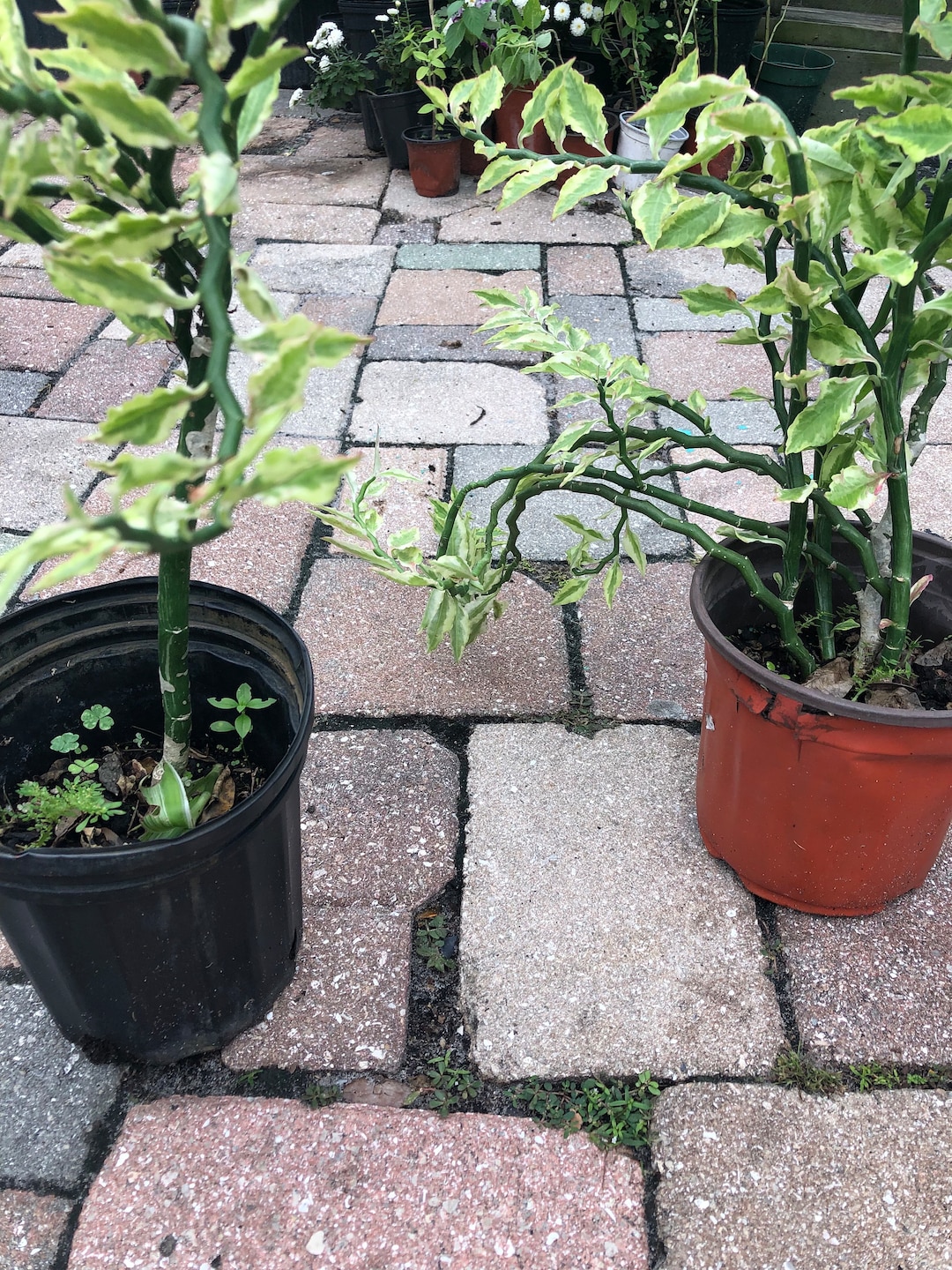 Devil Backbone You Get What You See in the Picture - Etsy