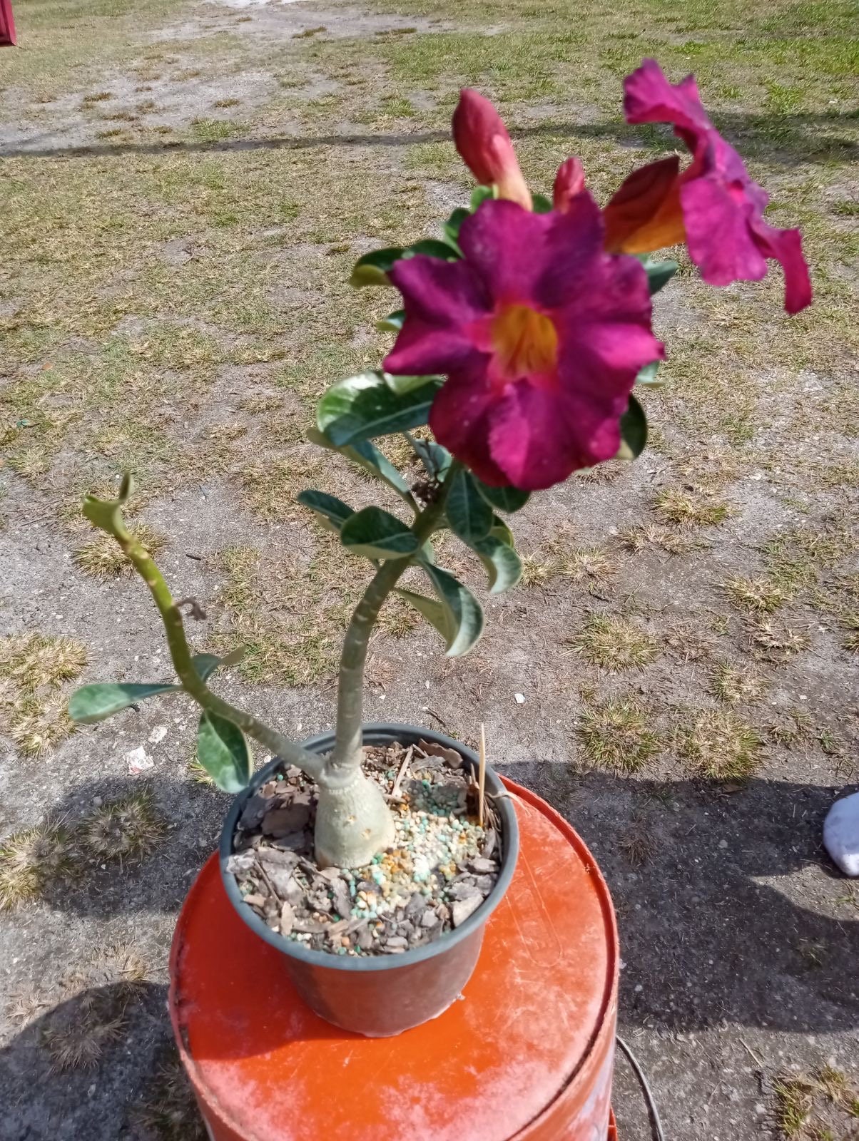 Adenium Obesum Desert Rose Grafted Plant Purple - Etsy