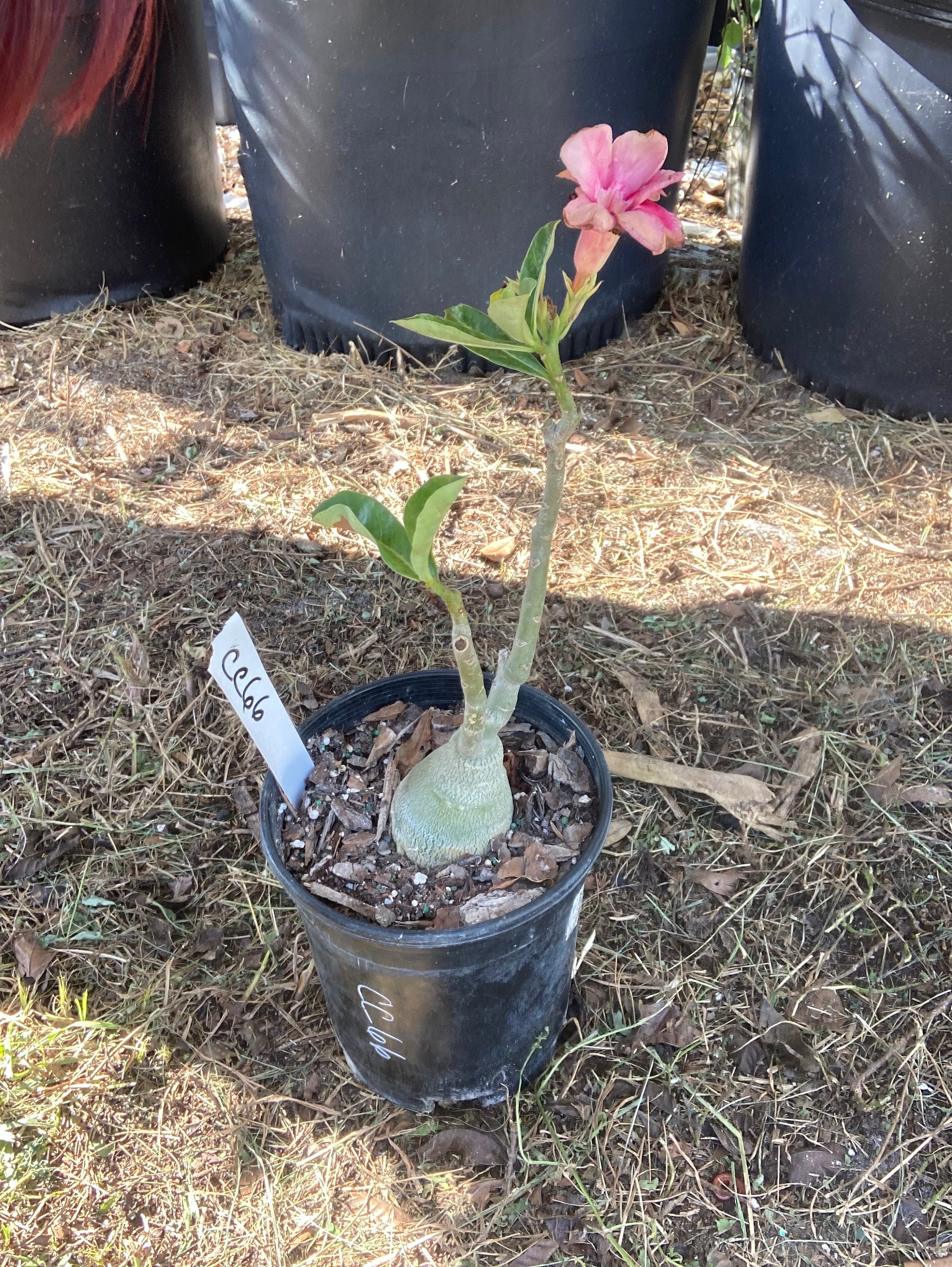 Adenium Obesum Desert Rose Grafted Plant Cc66 - Etsy