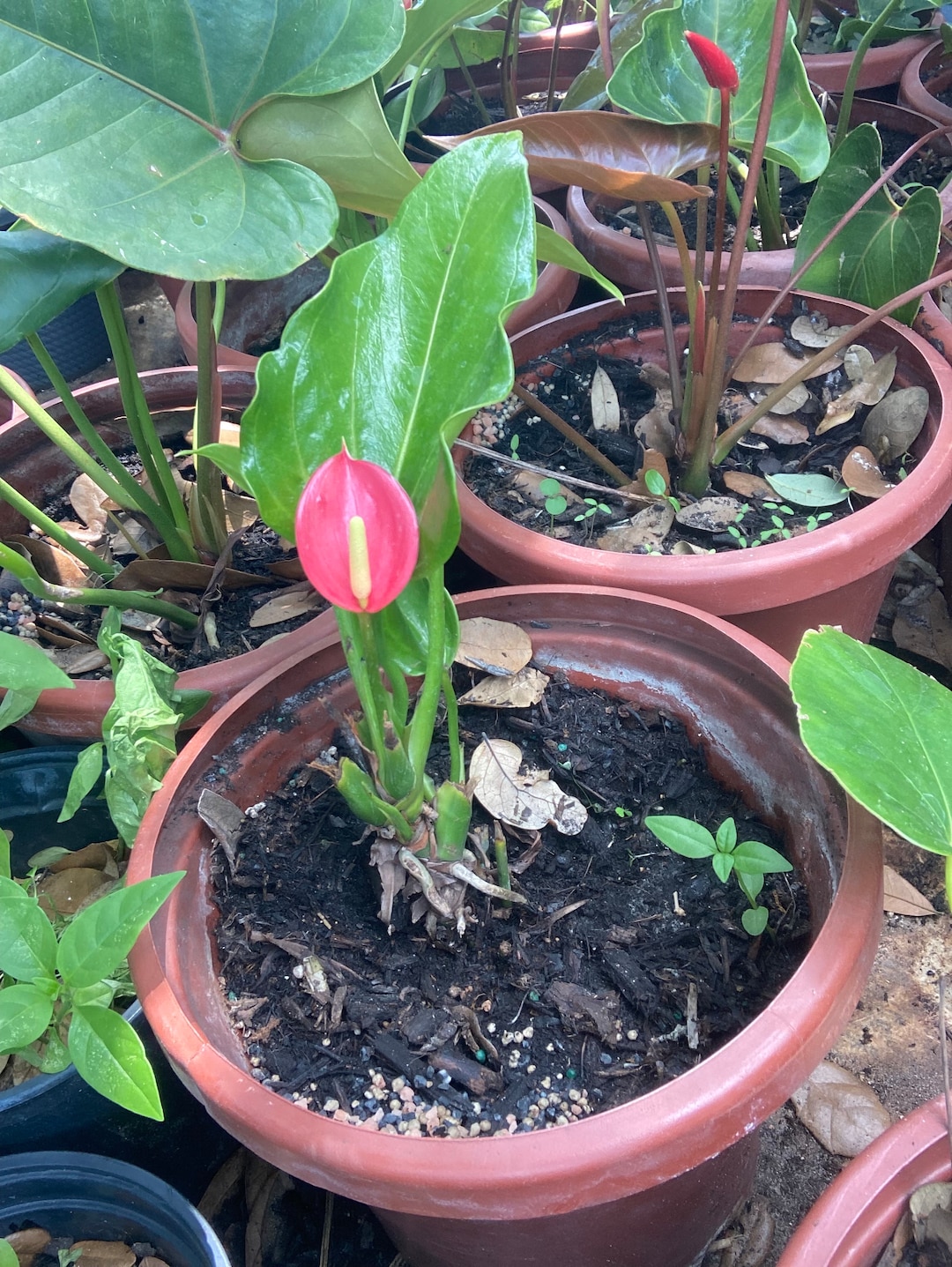 Red Anthurium Bare Root - Etsy