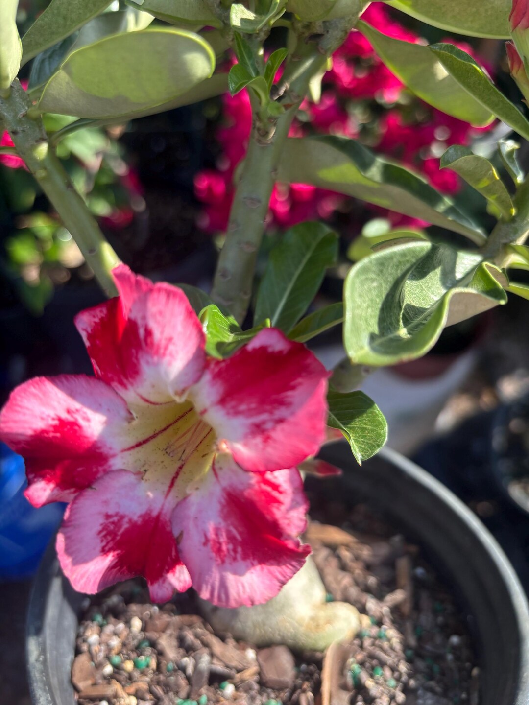 Adenium Obesum Desert Rose Grafted #322 Bareroot - Etsy