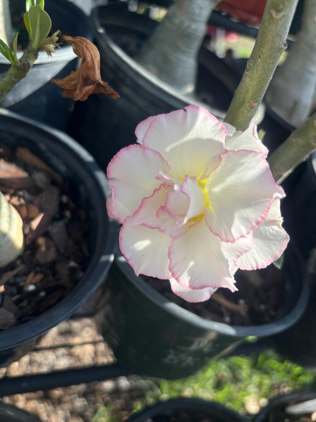 Adenium Obesum Desert Rose Grafted Dl42 X BKK1 Bareroot - Etsy