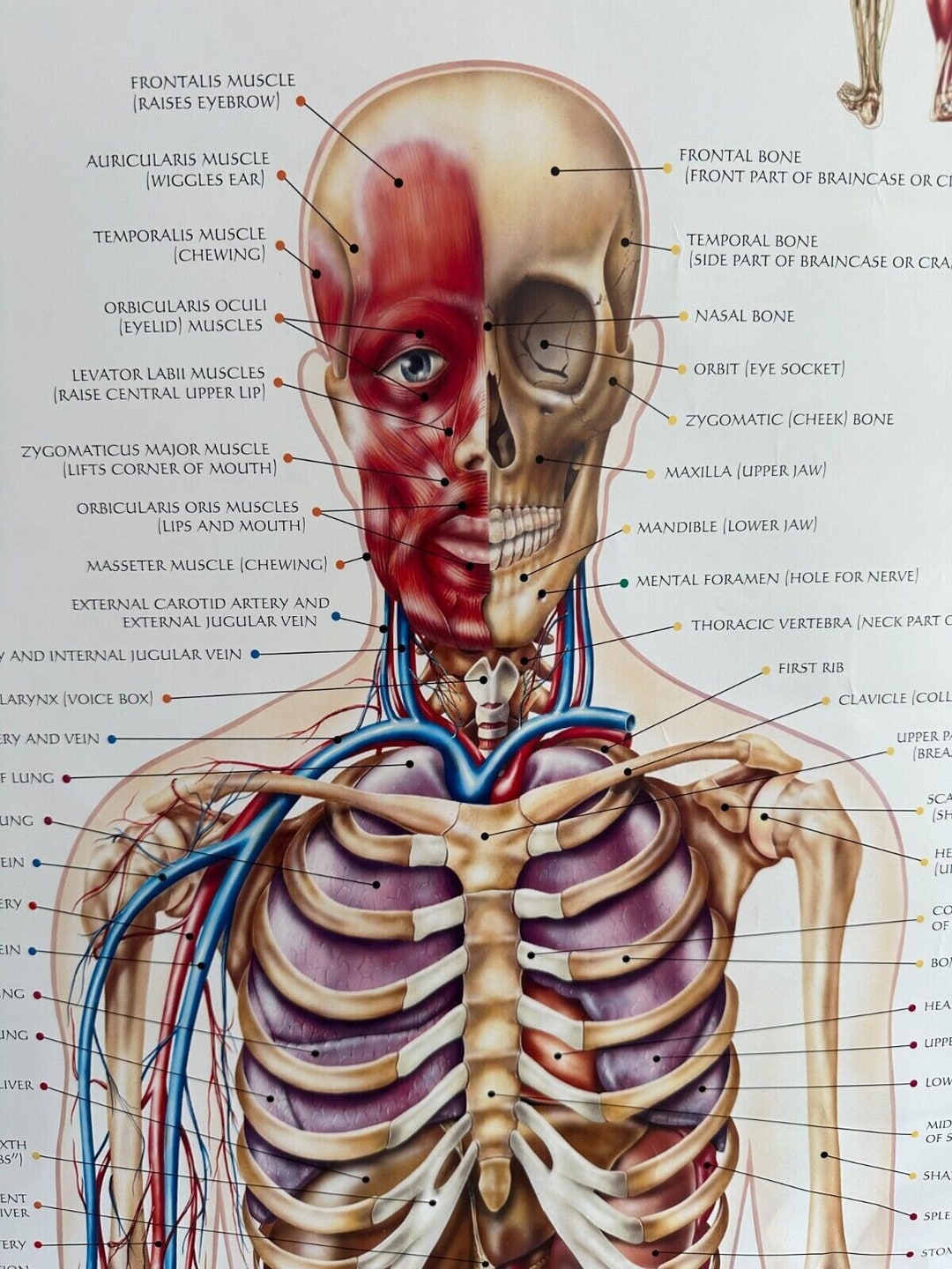 HUMAN BODY Double Sided Wall Poster Anterior Posterior Anatomy Miles ...