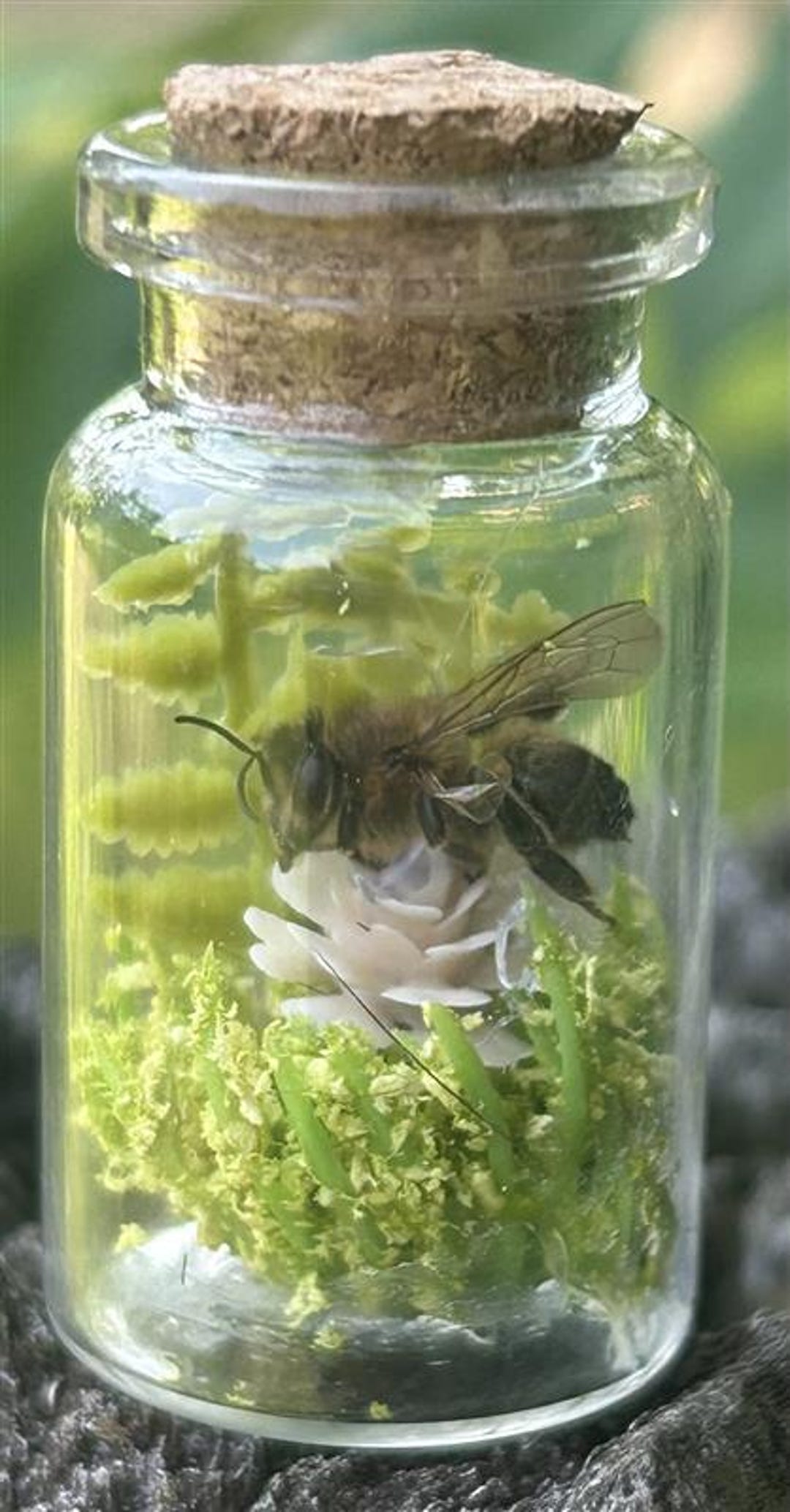 Honeybee Terrarium | Real Preserved Bee in Glass Jar | Nature Specimen ...