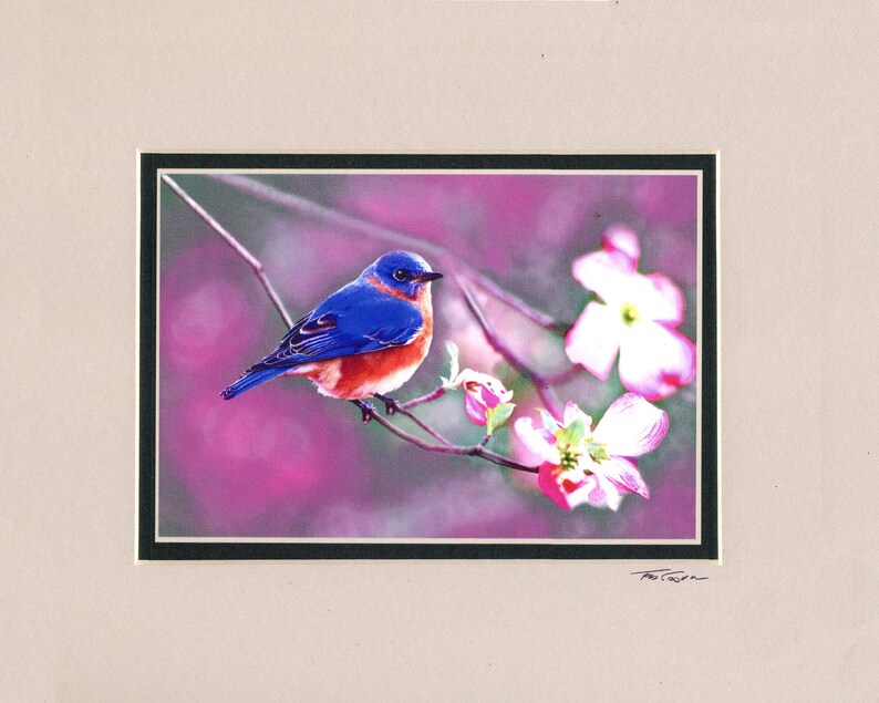 Wildlife Photo, Blue Bird - Etsy