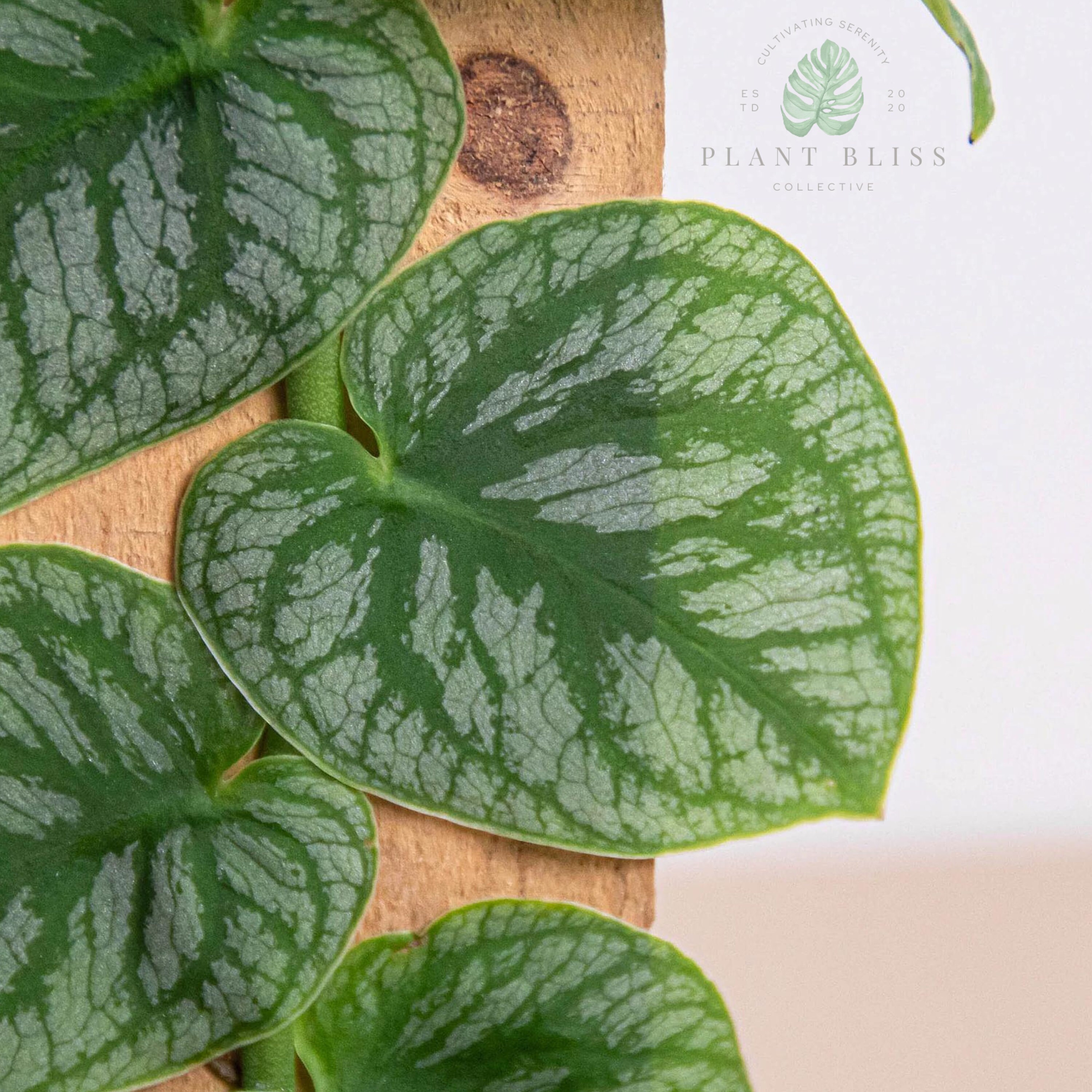 Monstera 'dubia' shingle Plant - Etsy