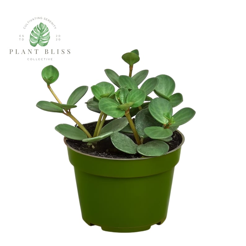 Hoya Hope Peperomia Tetraphylla 'hope' House Plant - Etsy