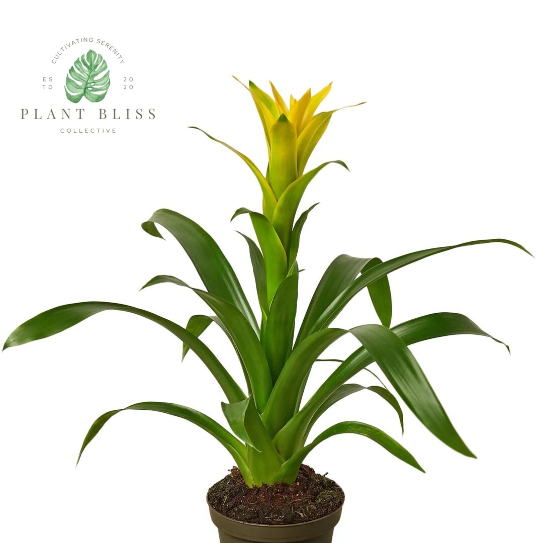 Bromeliad 'yellow' Guzmania House Plant - Etsy
