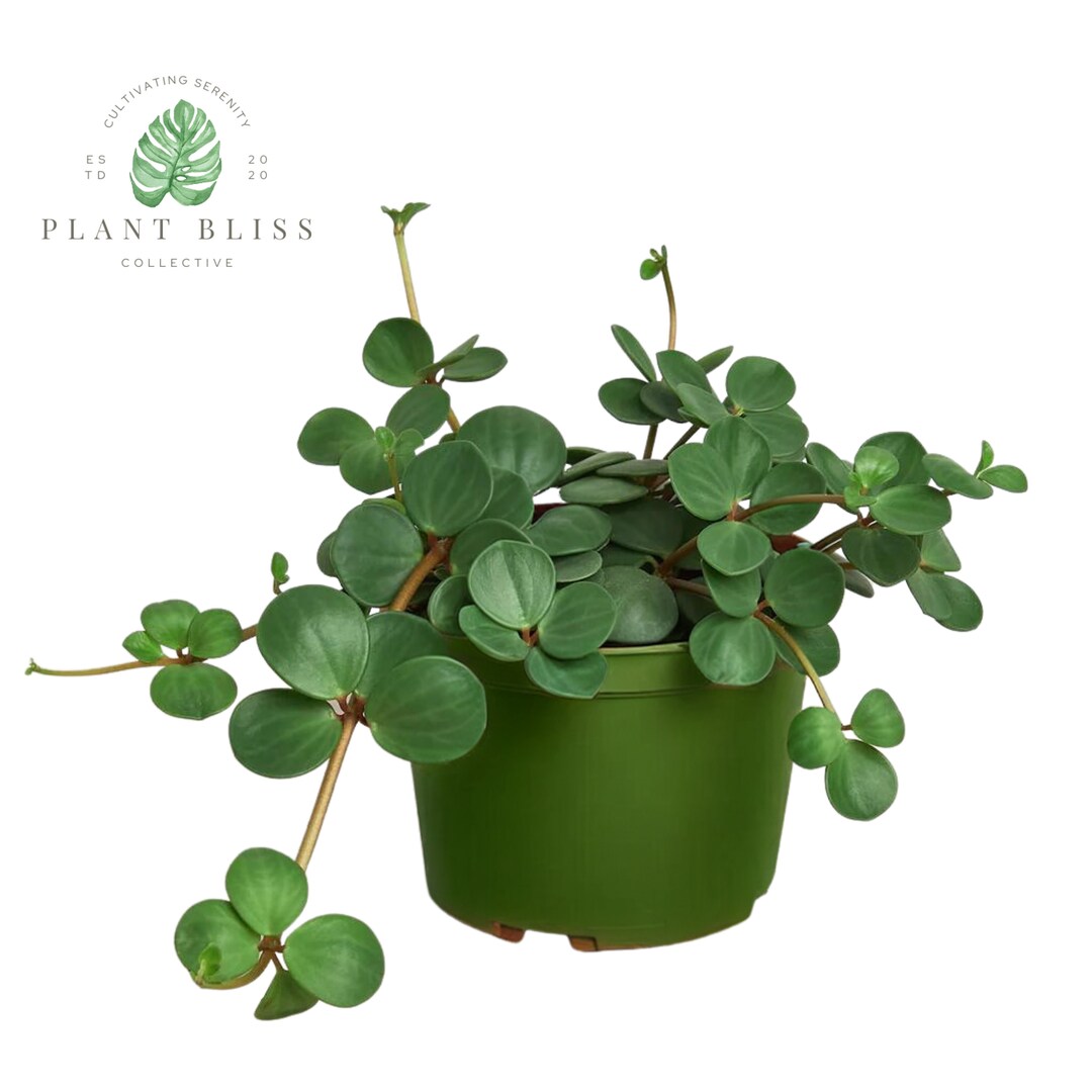 Hoya Hope Peperomia Tetraphylla 'hope' House Plant - Etsy