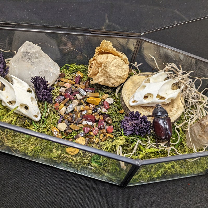 Bone Terrarium - Etsy