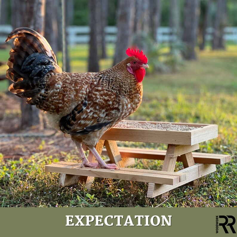 Picnic Table Feeder, Chicken Table, Chicken Picnic Table, Plans ...