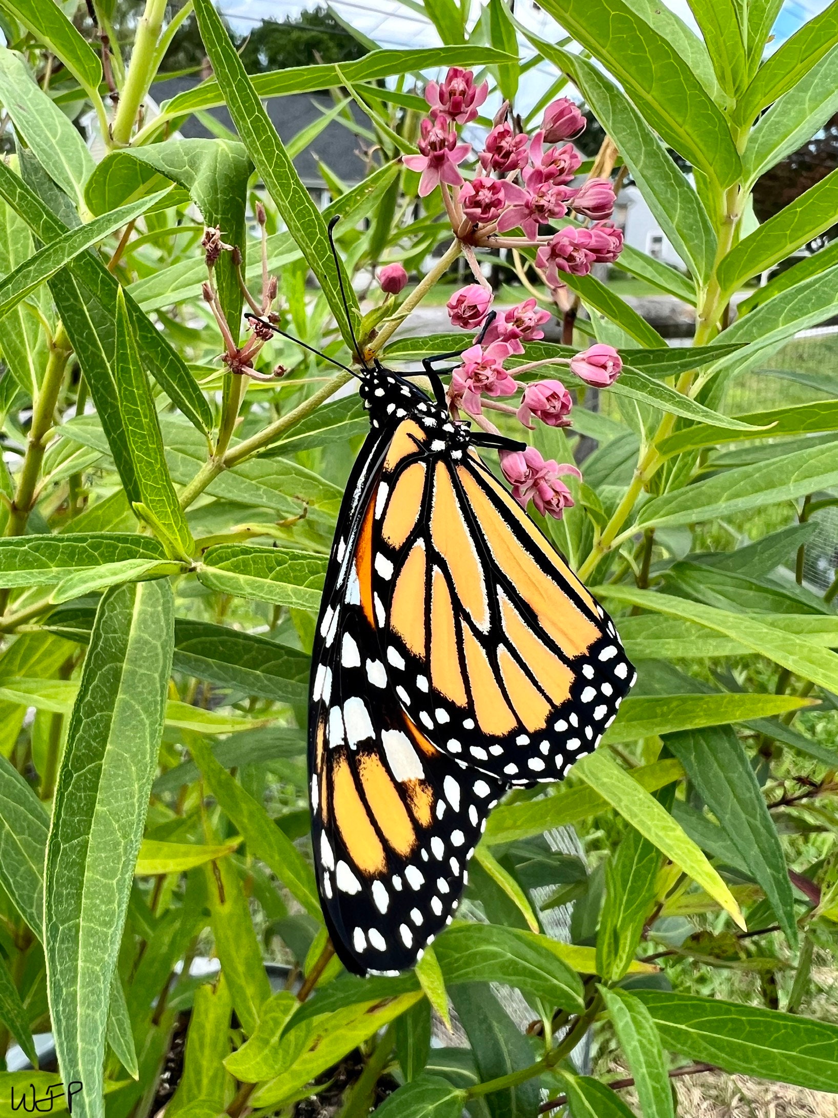 Monarch Butterfly - Etsy