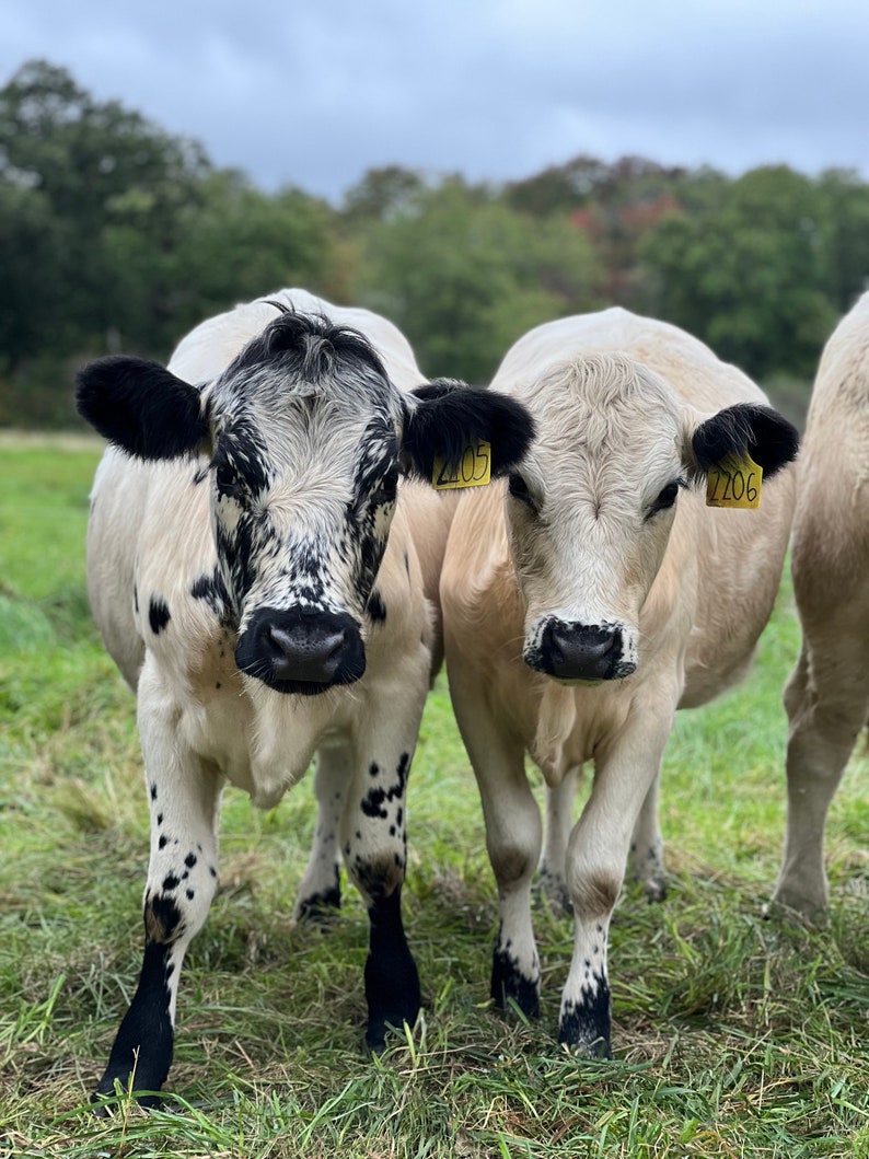 Cows at Appleton Farms, Ipswich, MA - Etsy