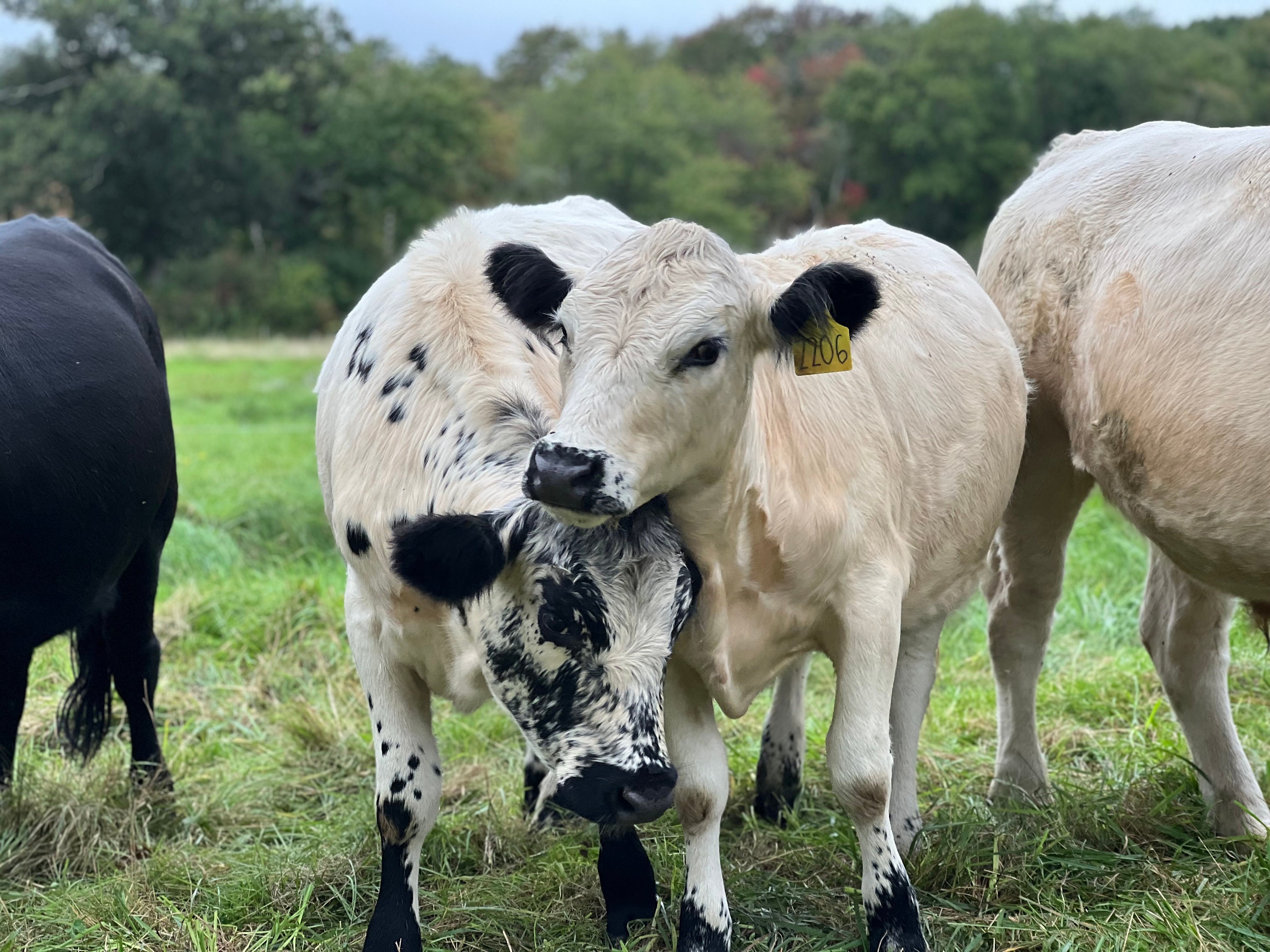 Cows at Appleton Farms, Ipswich, MA - Etsy