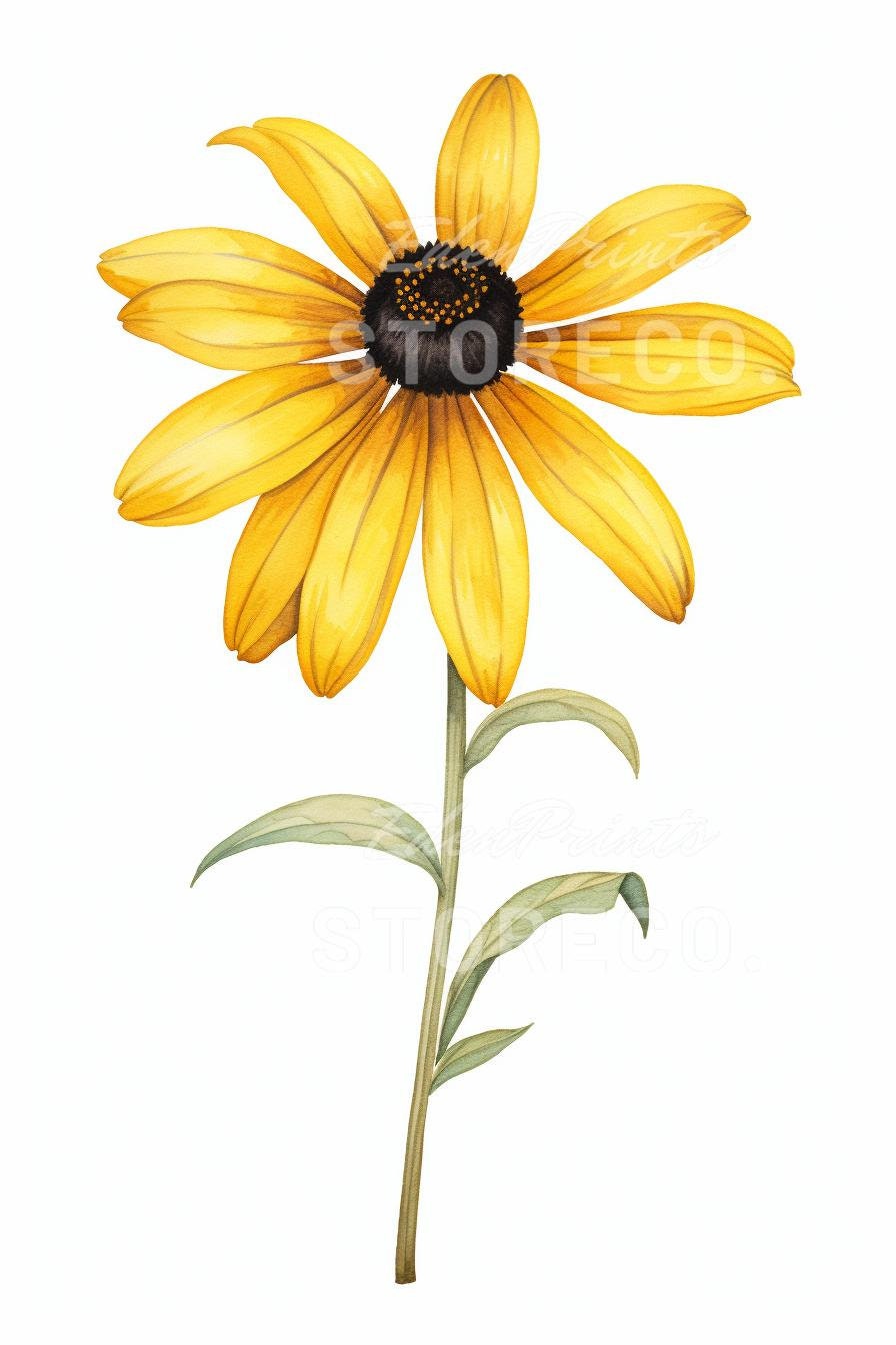 4 Set "black-eyed Susan Flowers", Botanical, Illustration Art Instant ...