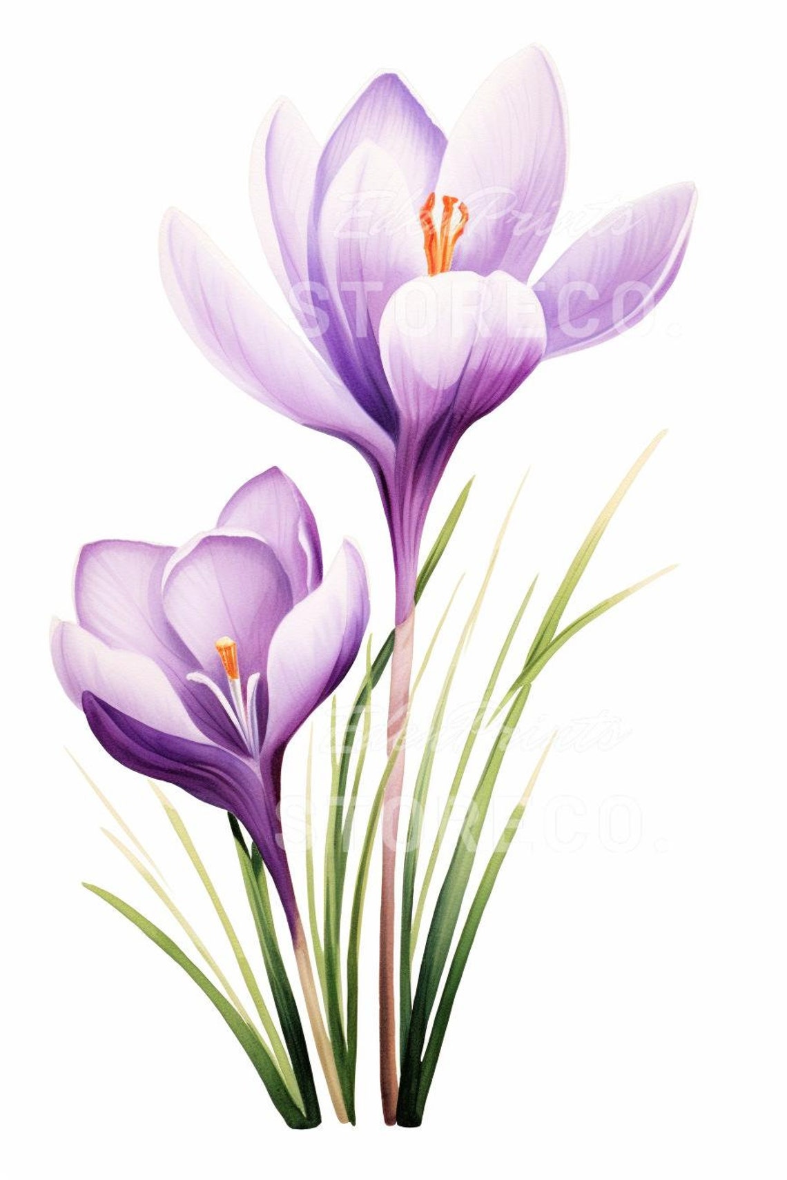 Crocus Floral Illustration Art Prints, Botanical Clipart (digital ...