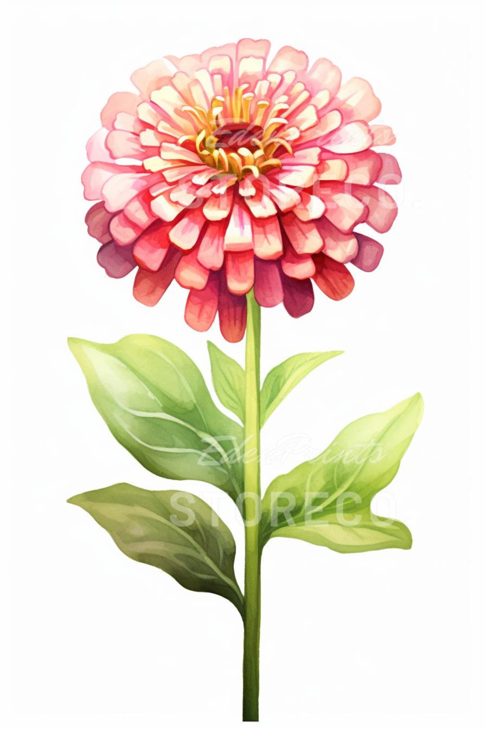 4 Set "zinnia Flowers" Floral, Botanical, Illustration Art Instant ...