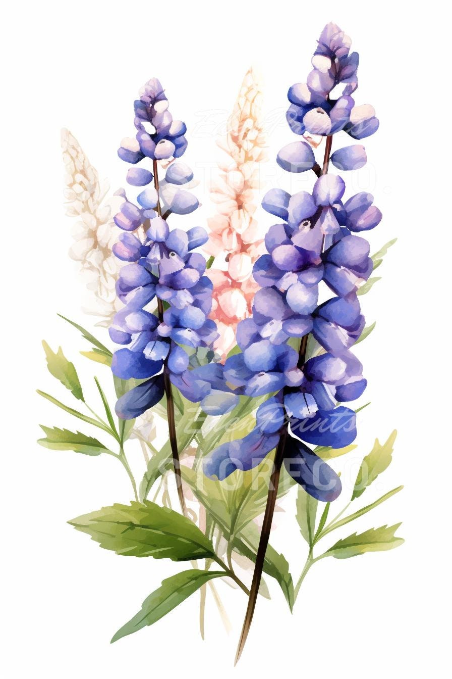 4 Set "veronica Flowers" Floral, Botanical, Illustration Art Instant ...