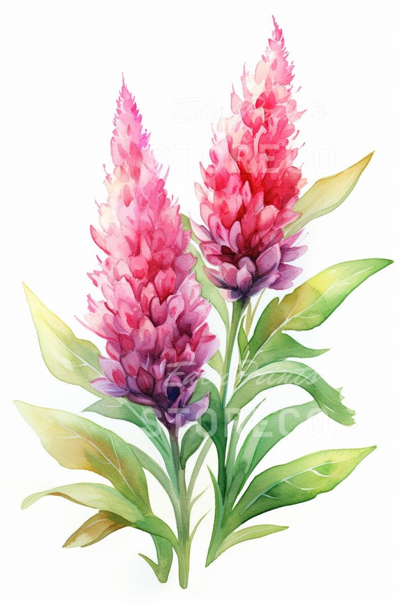 Celosia Botanical Illustration Art Prints, Cards (digital Download) - Etsy