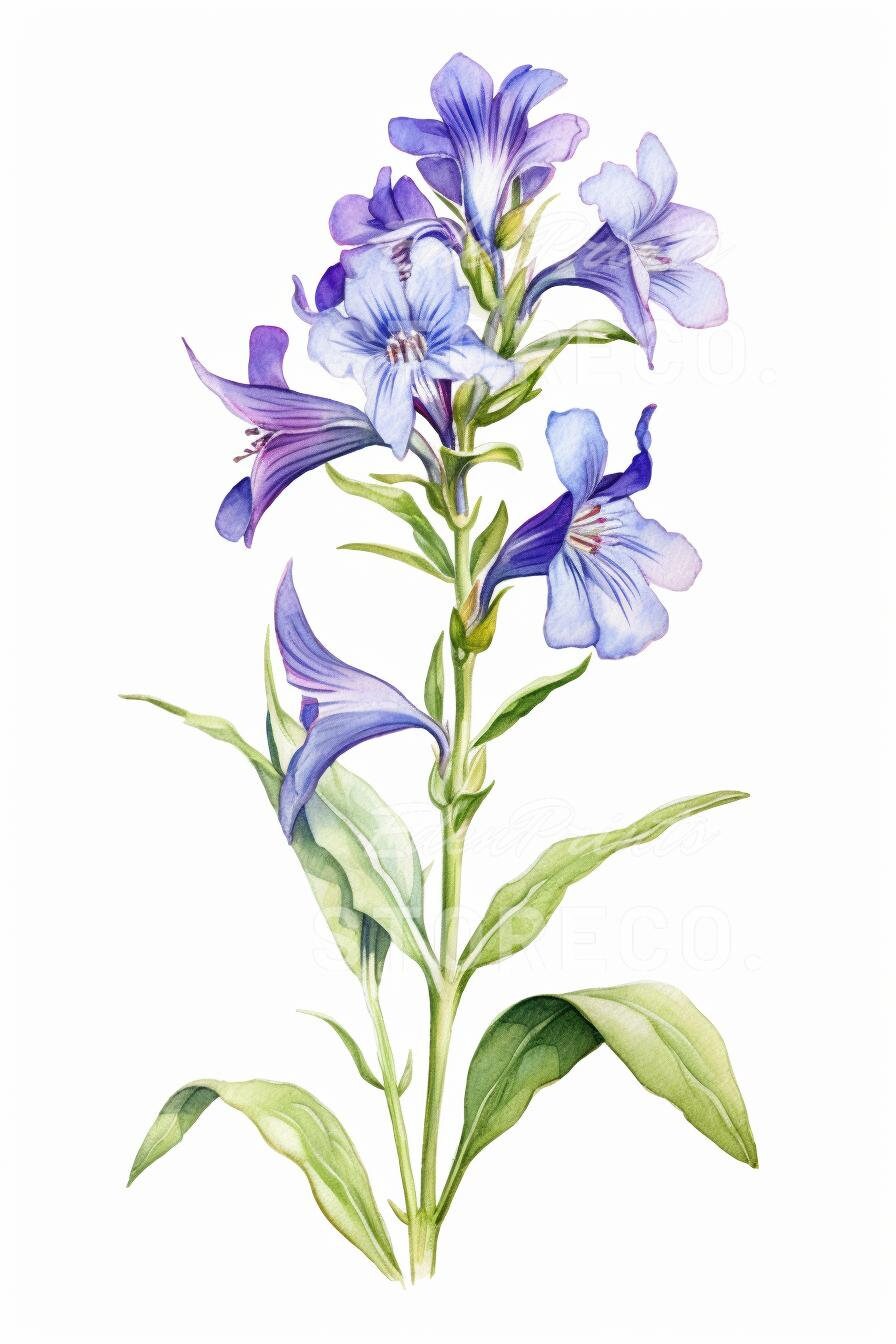 4 Set "lobelia Flowers" Floral, Botanical, Illustration Art Instant ...