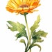 4 Set "calendula Flowers", Botanical, Illustration Art Instant Download ...